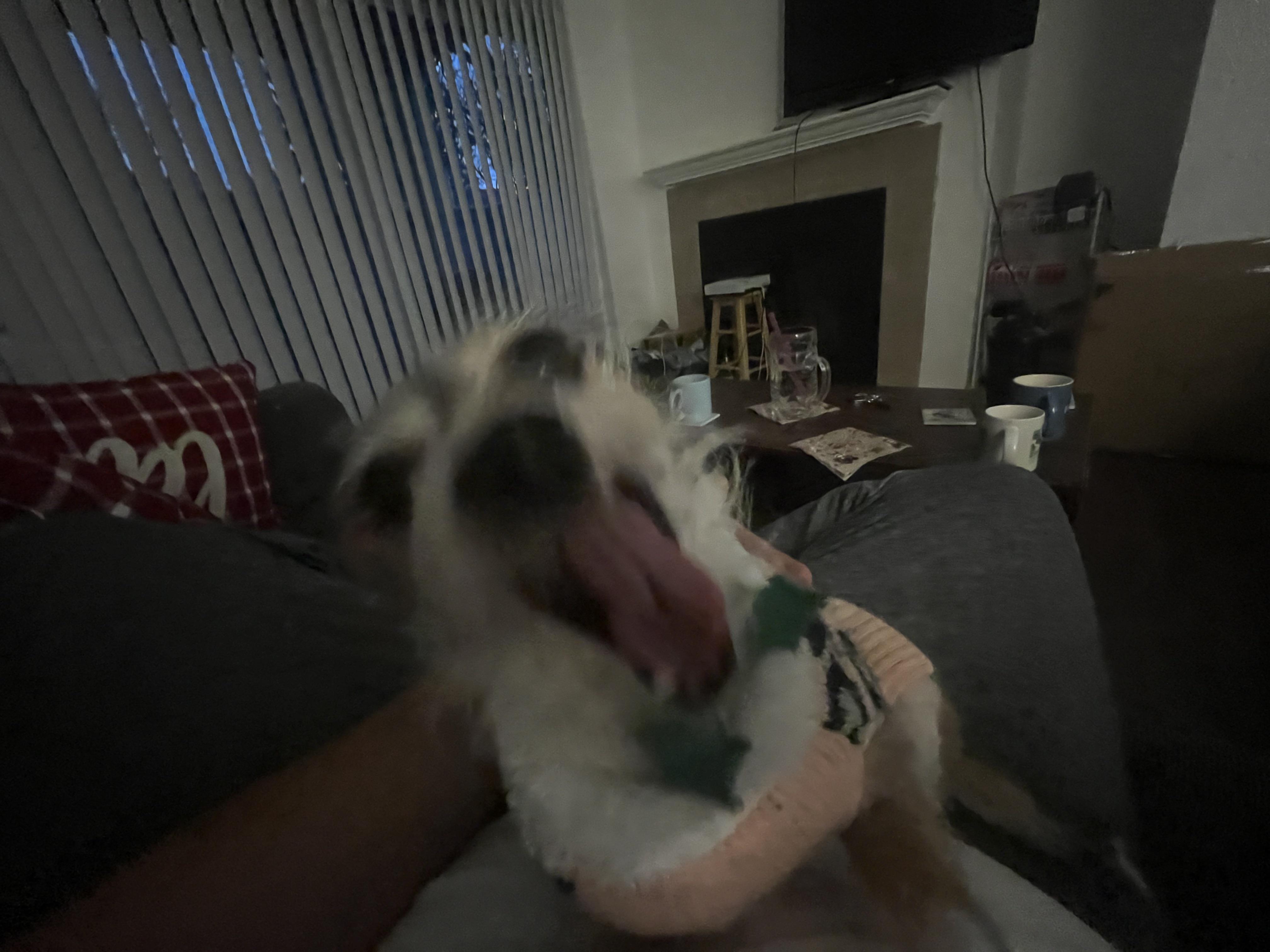 Meet Sir Franklin | Scrolller