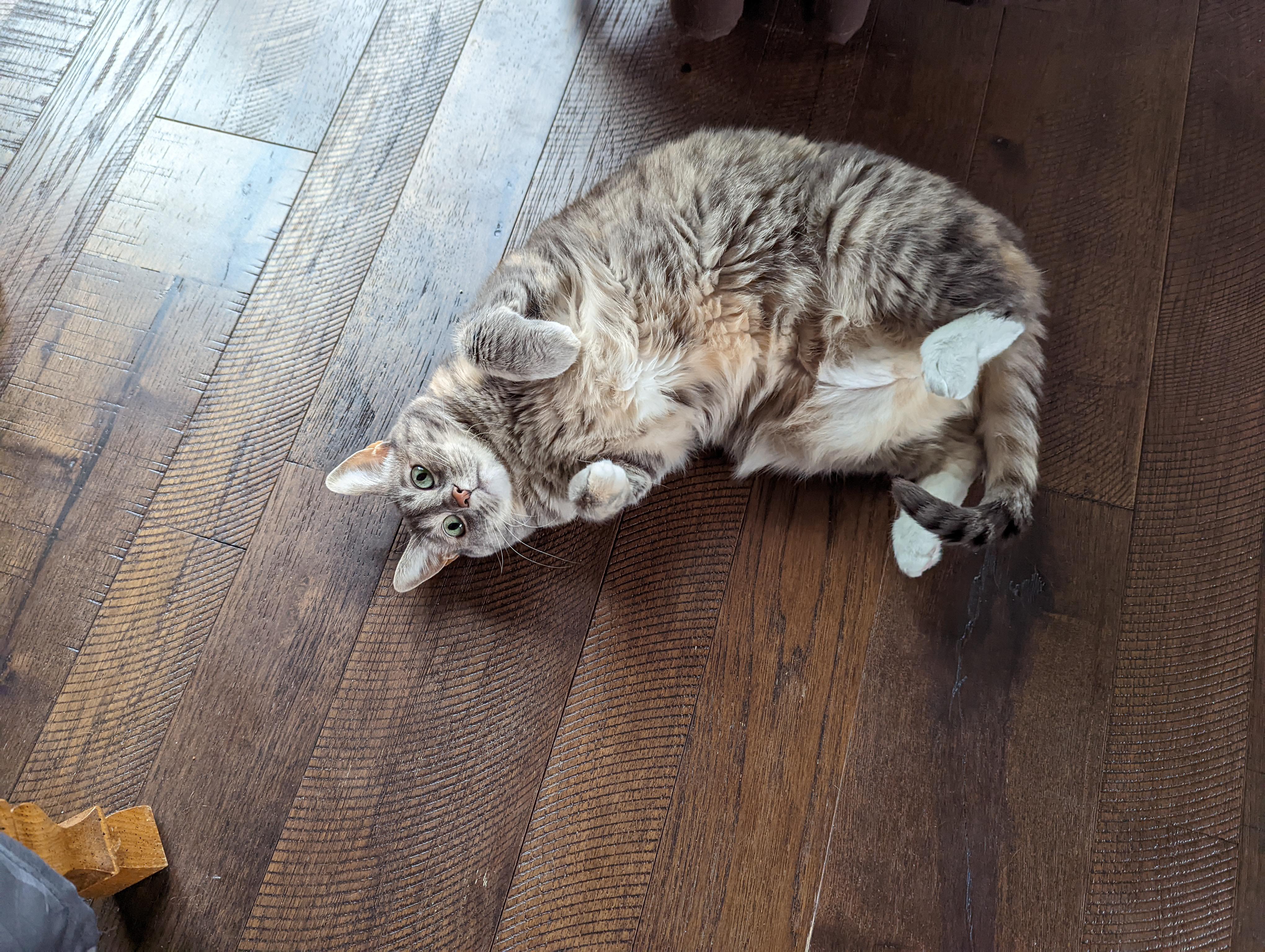 All the floof | Scrolller