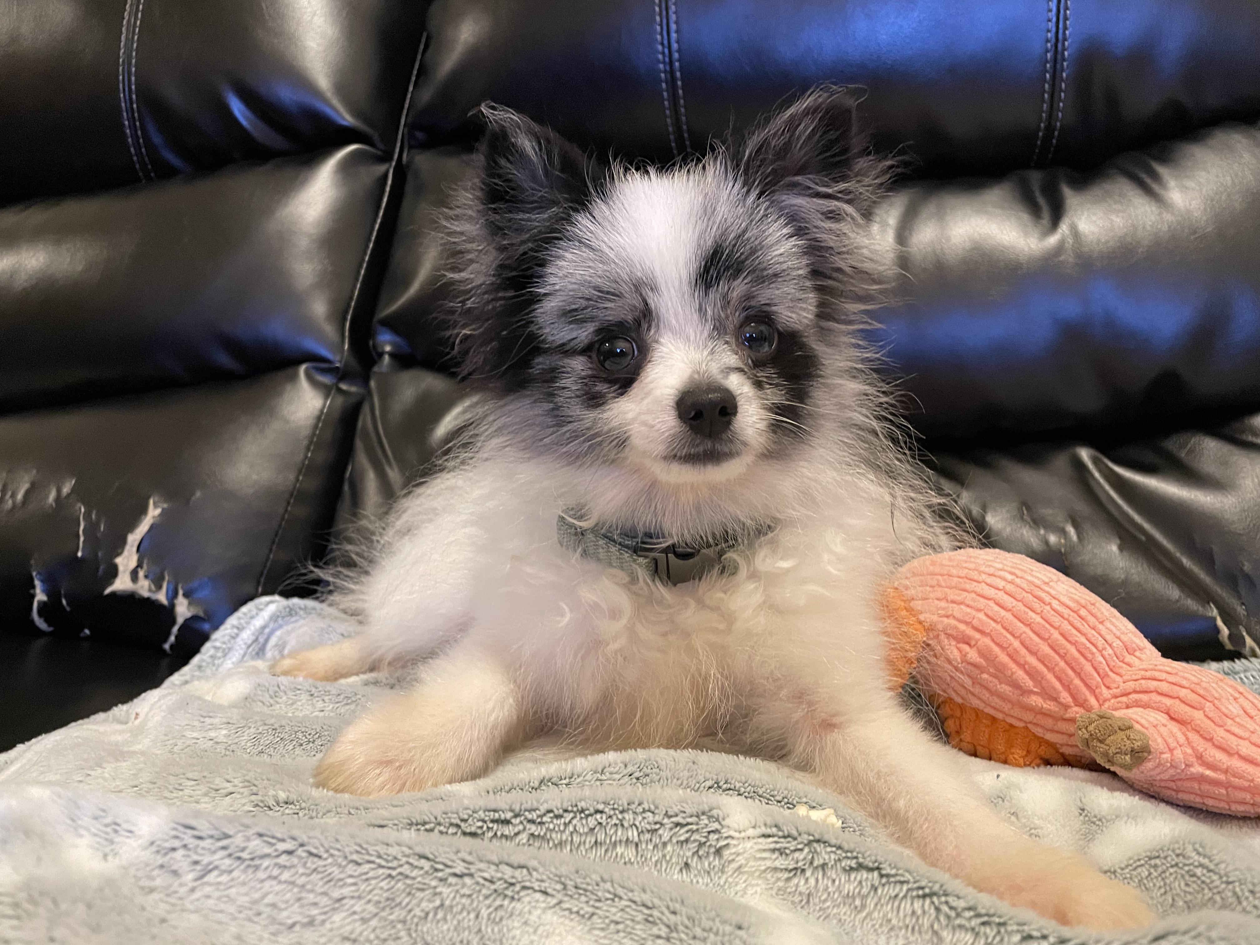 Dapper young man | Scrolller