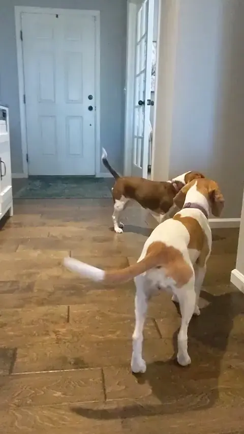 Discover more like HappyWoofGifs: Guard dogs on duty and Related Content | Scrolller