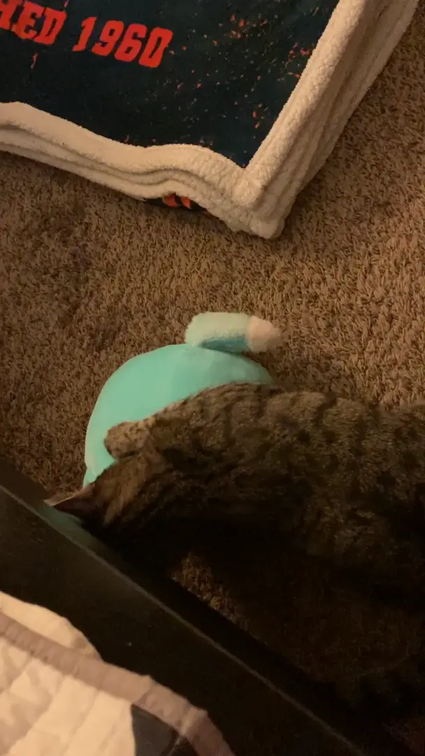 Guess it’s her Squishmallow now r/catscarryingstuffies | Scrolller