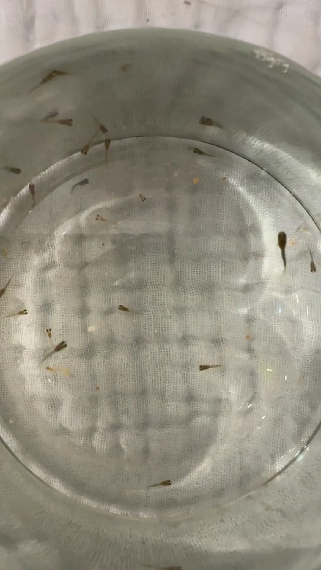 guppy bbs | Scrolller