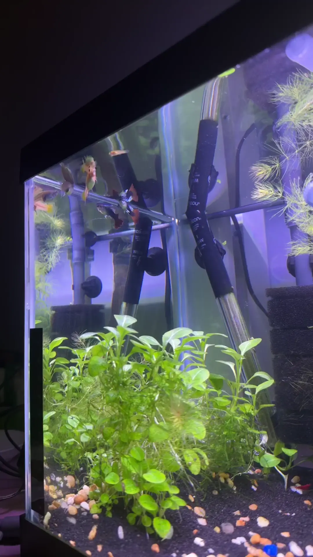 Guppy behavior change | Scrolller