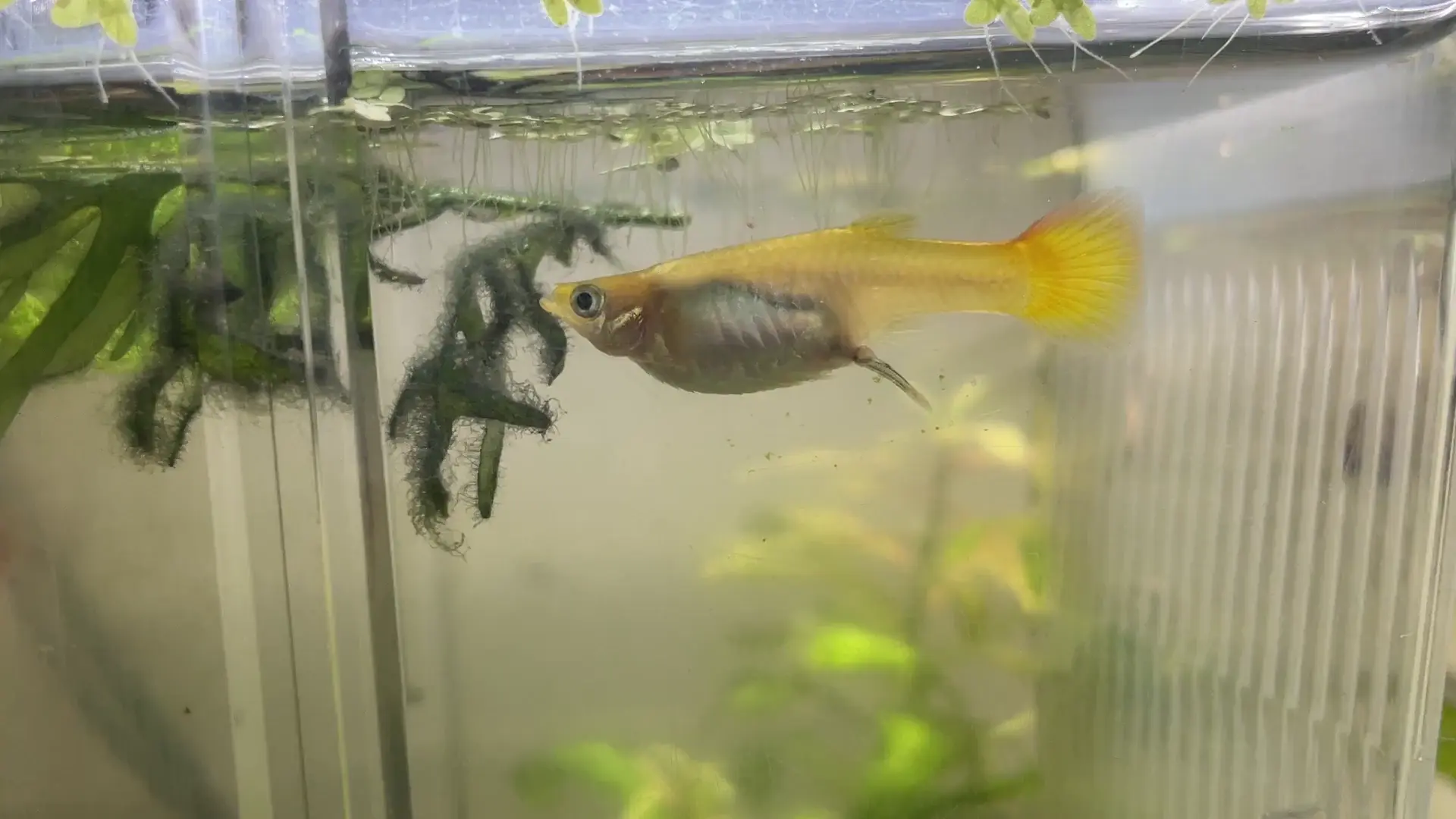 Guppy birth | Scrolller