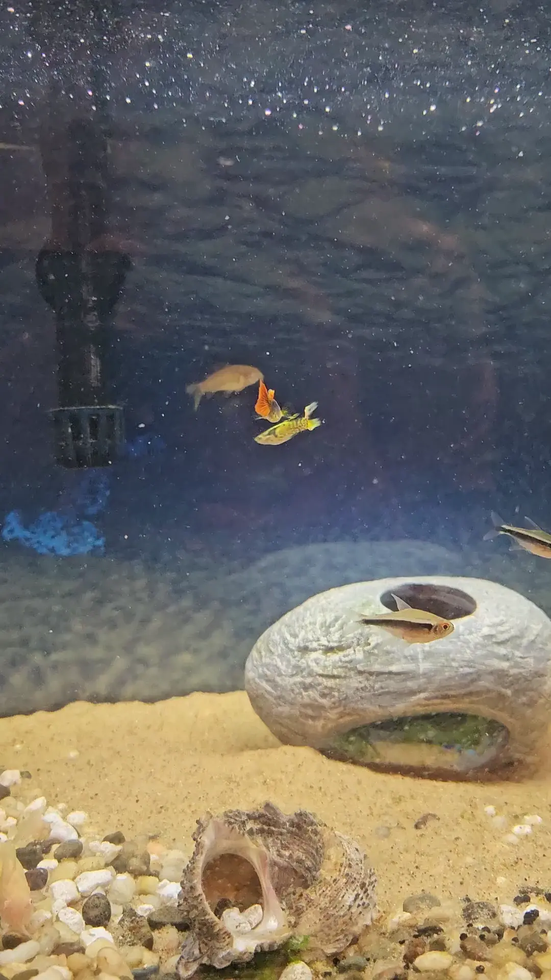 Guppy bully | Scrolller