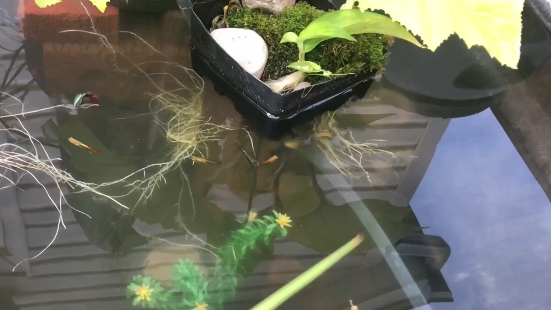 Guppy fry looking great + a special visitor | Scrolller