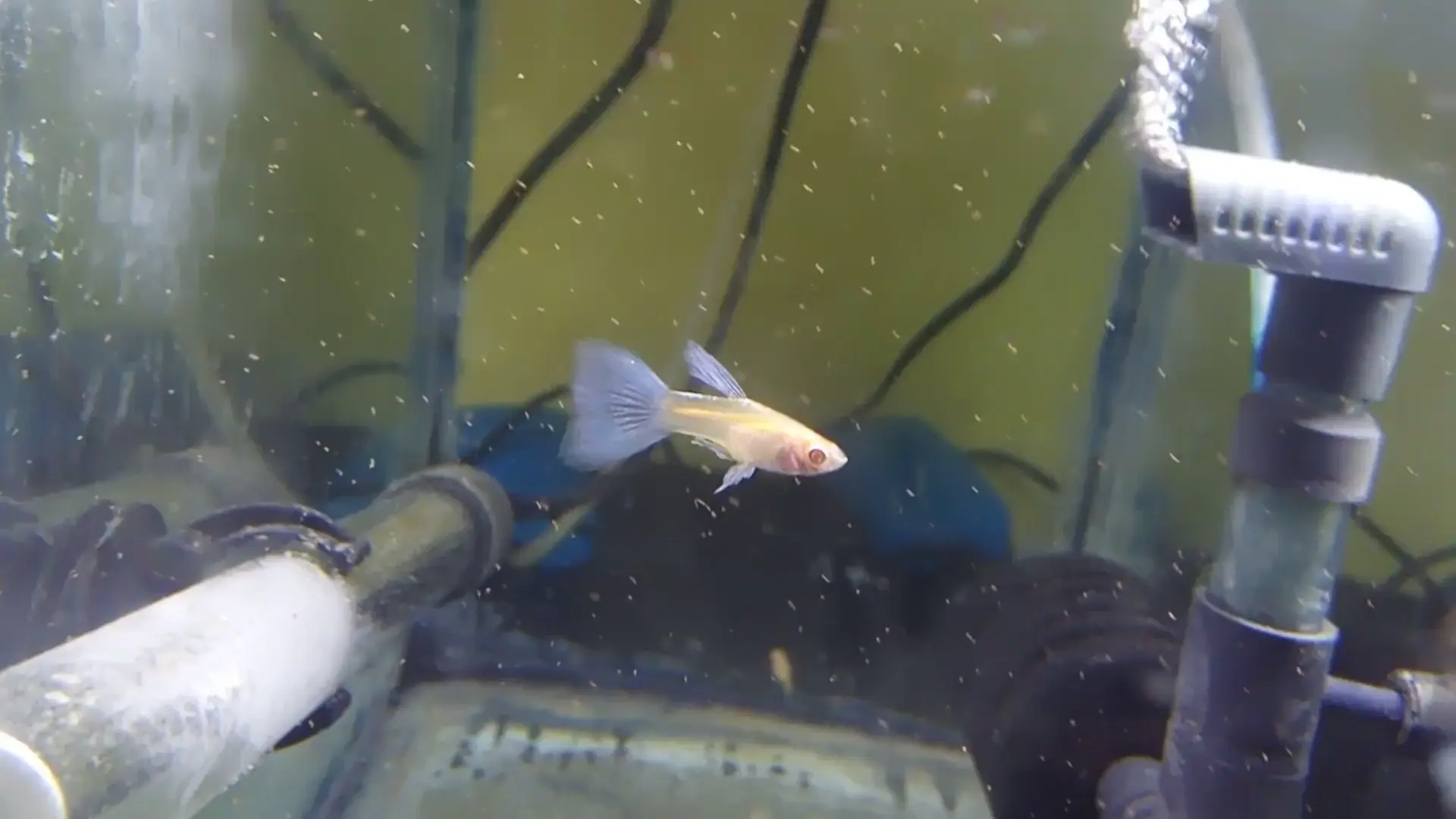 Guppy not eating | Scrolller