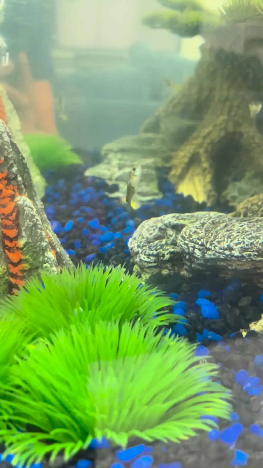 Guppy swimming vertically | Scrolller