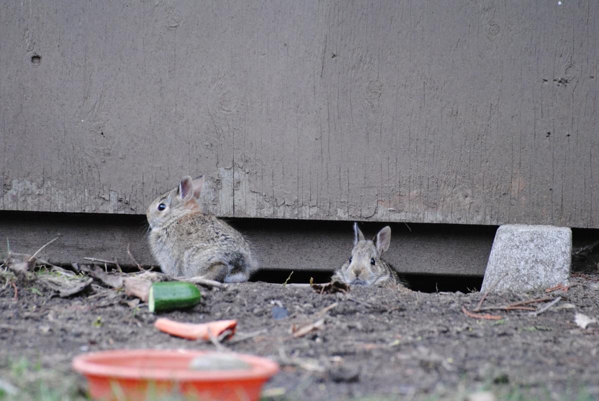 Backyard Rabbits | Scrolller