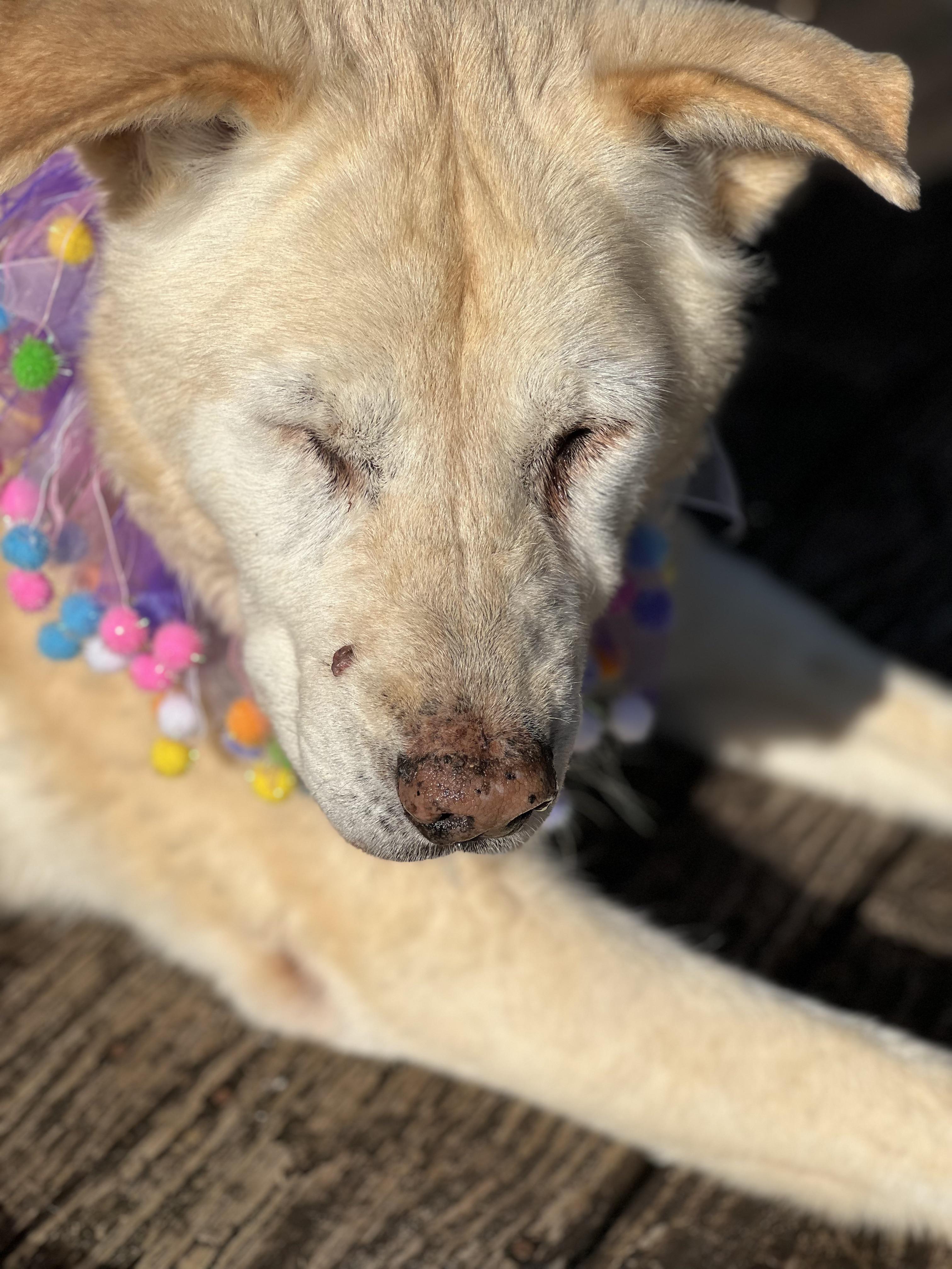 Happy 15th birthday to Lucy! | Scrolller