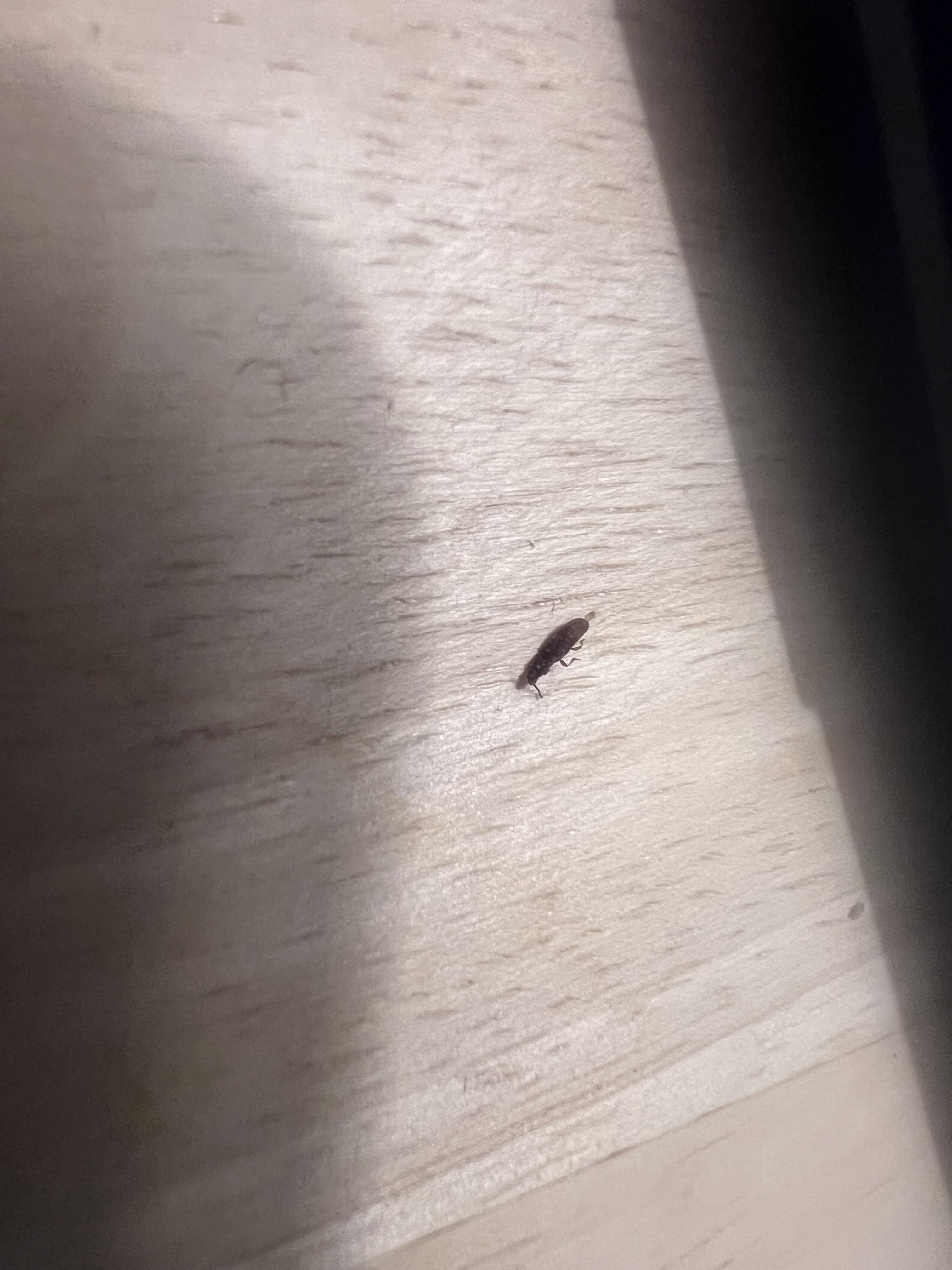 What is this bug? | Scrolller