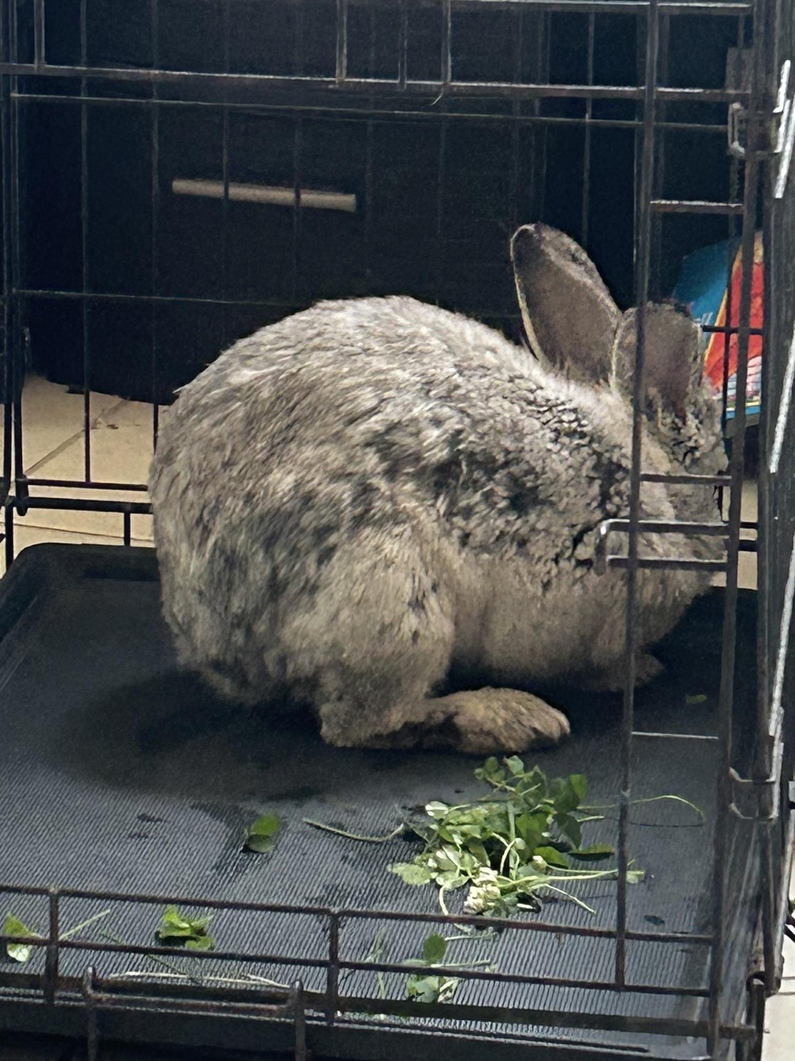 Identify this rabbit breed | Scrolller
