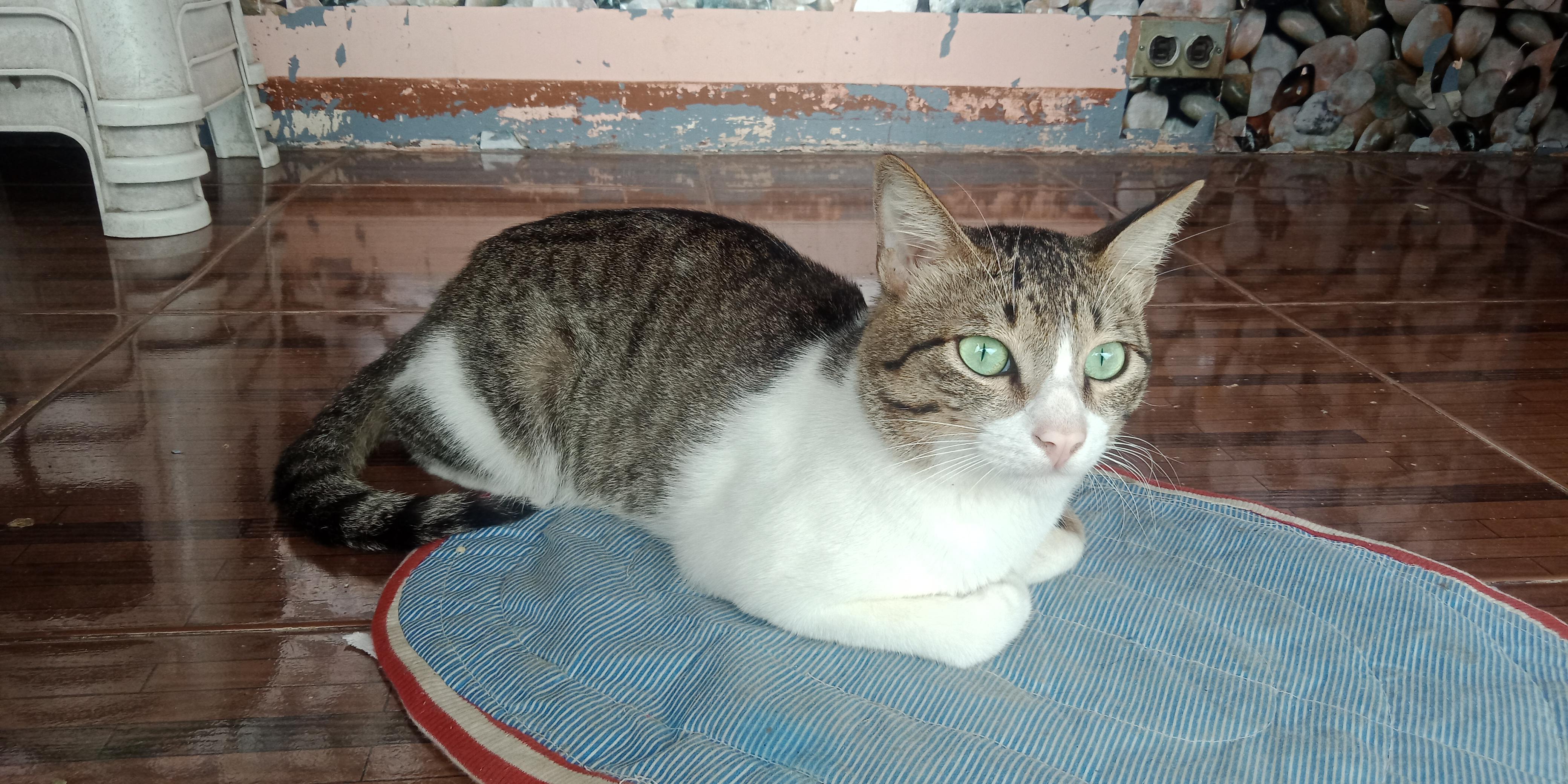 Guardian Loaf | Scrolller