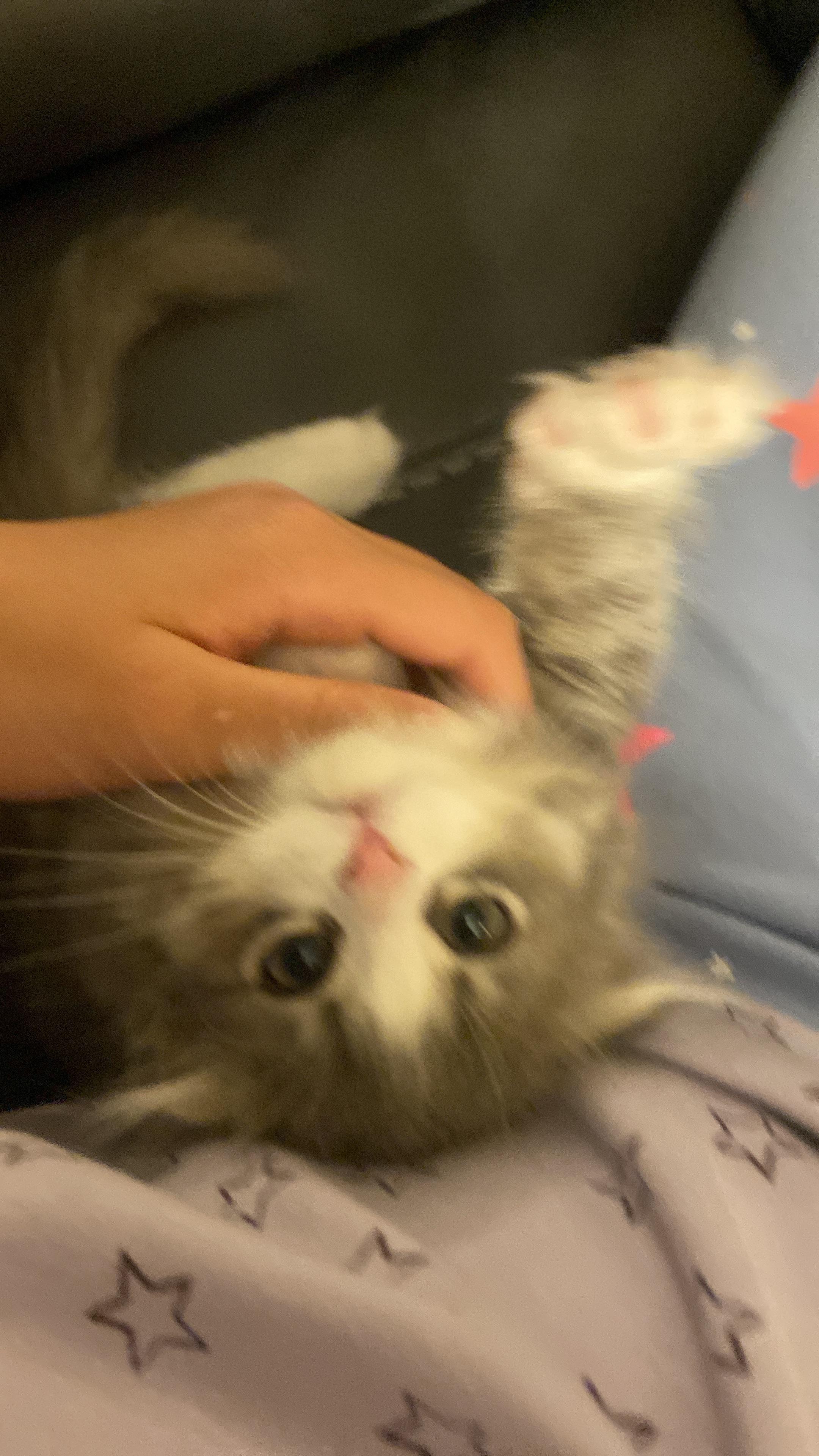 Fluffy Belly! | Scrolller