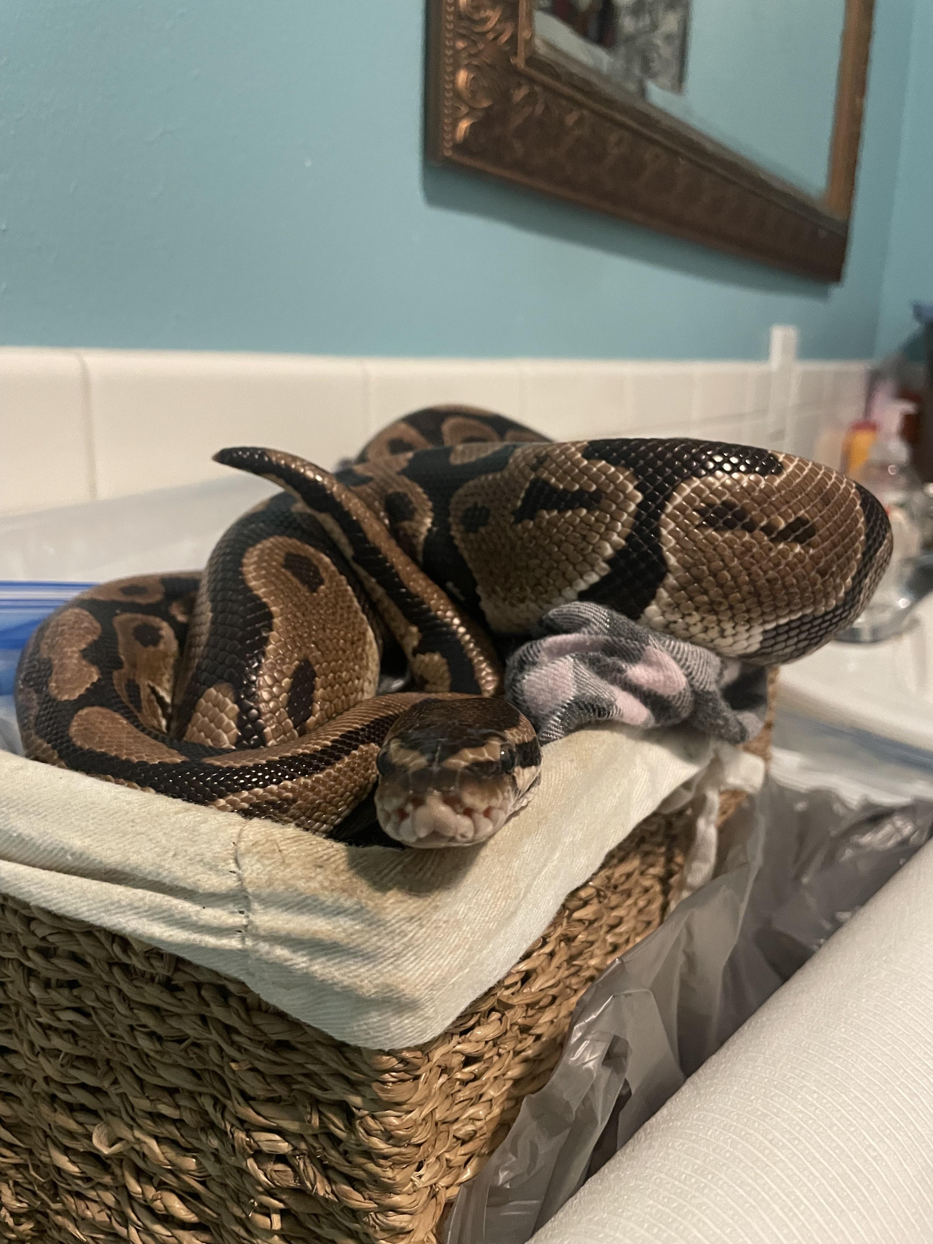 Bugs in Enclosure? | Scrolller