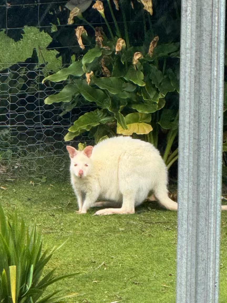 White Kangaroo | Scrolller