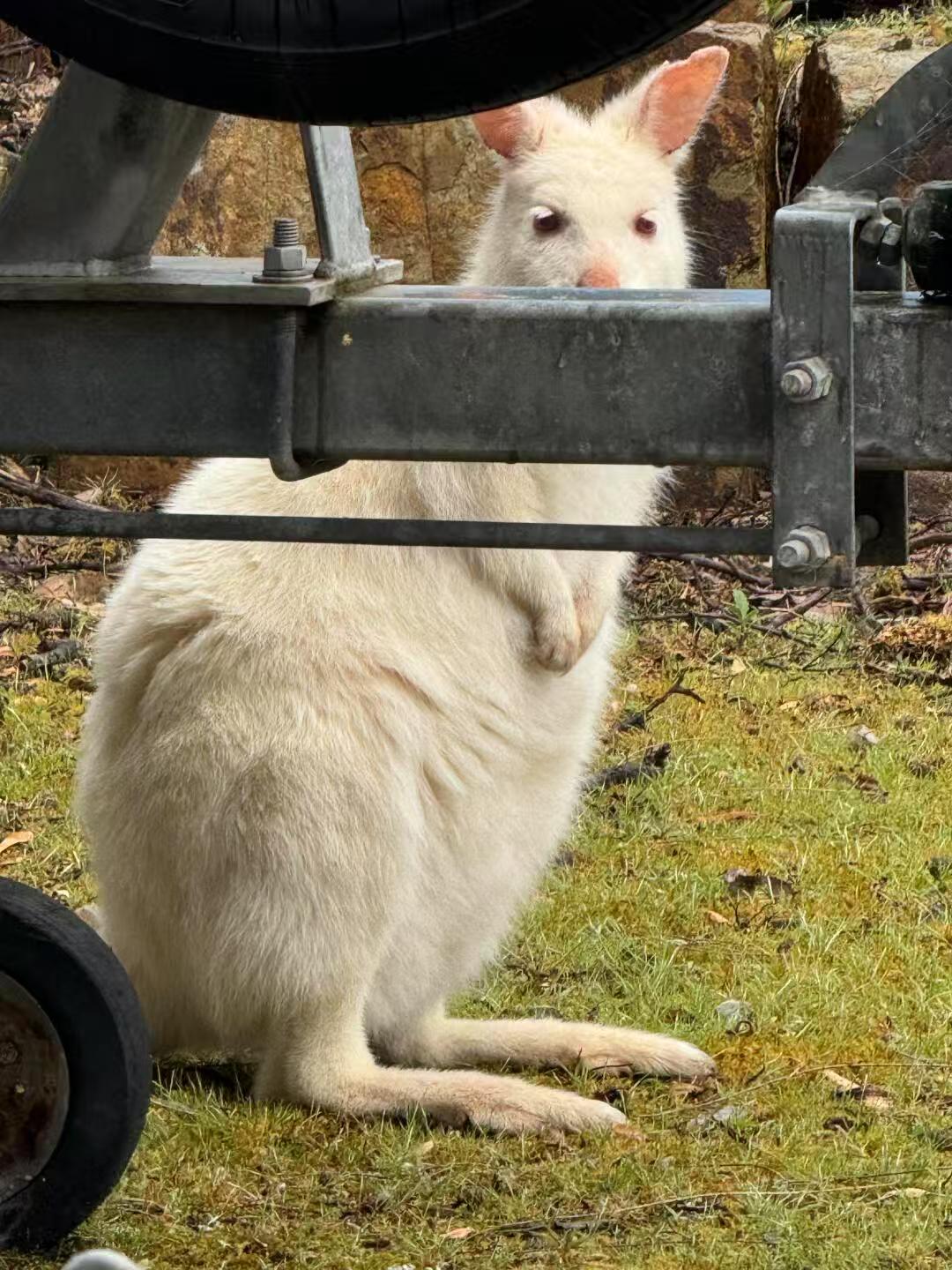 White Kangaroo | Scrolller