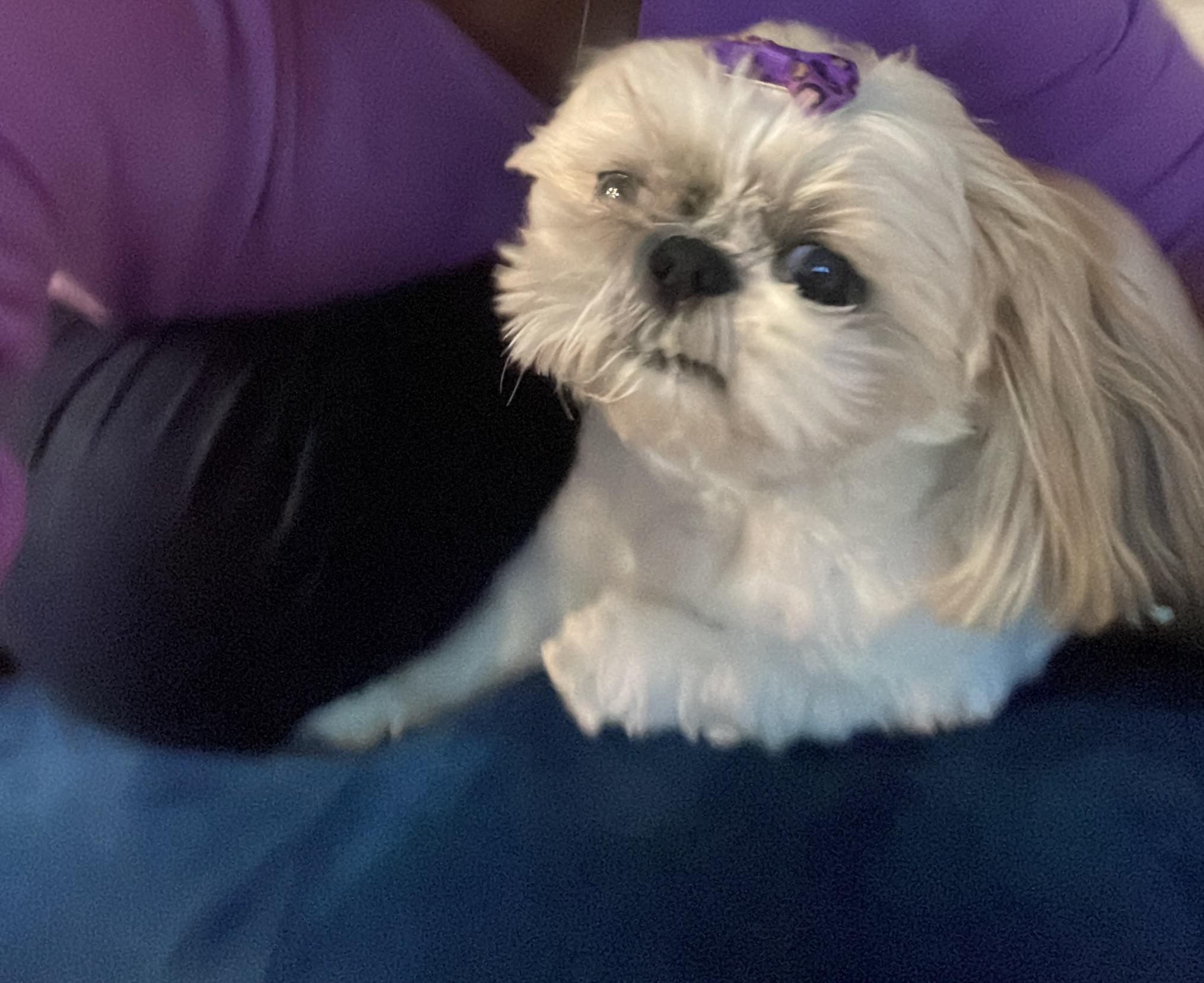 Pica is pooped | Scrolller