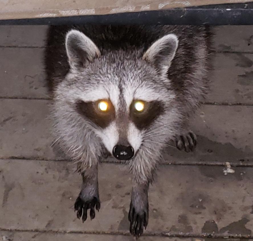 Sweet little visitor | Scrolller