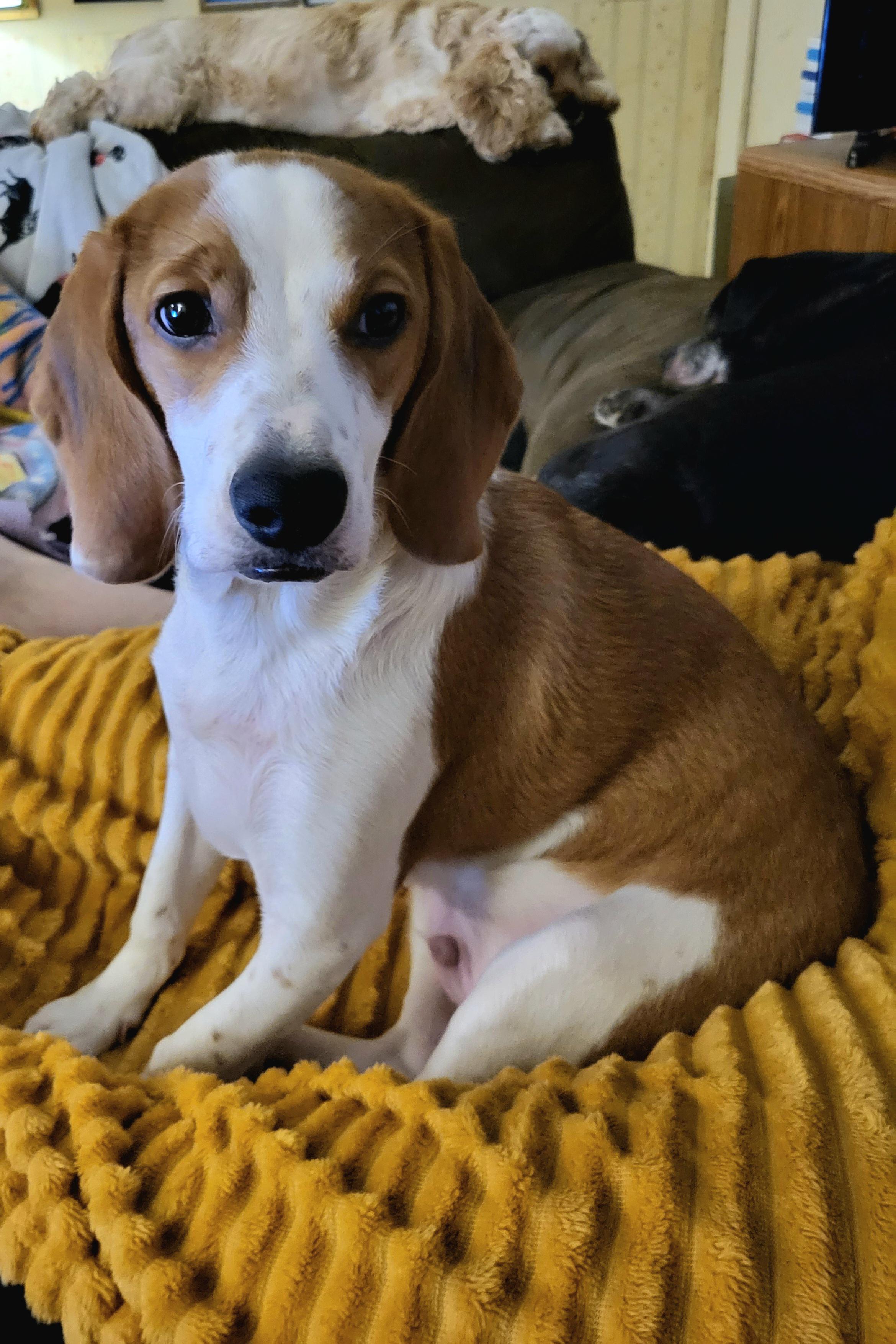 My almost 7 month old Buster Bluth! | Scrolller