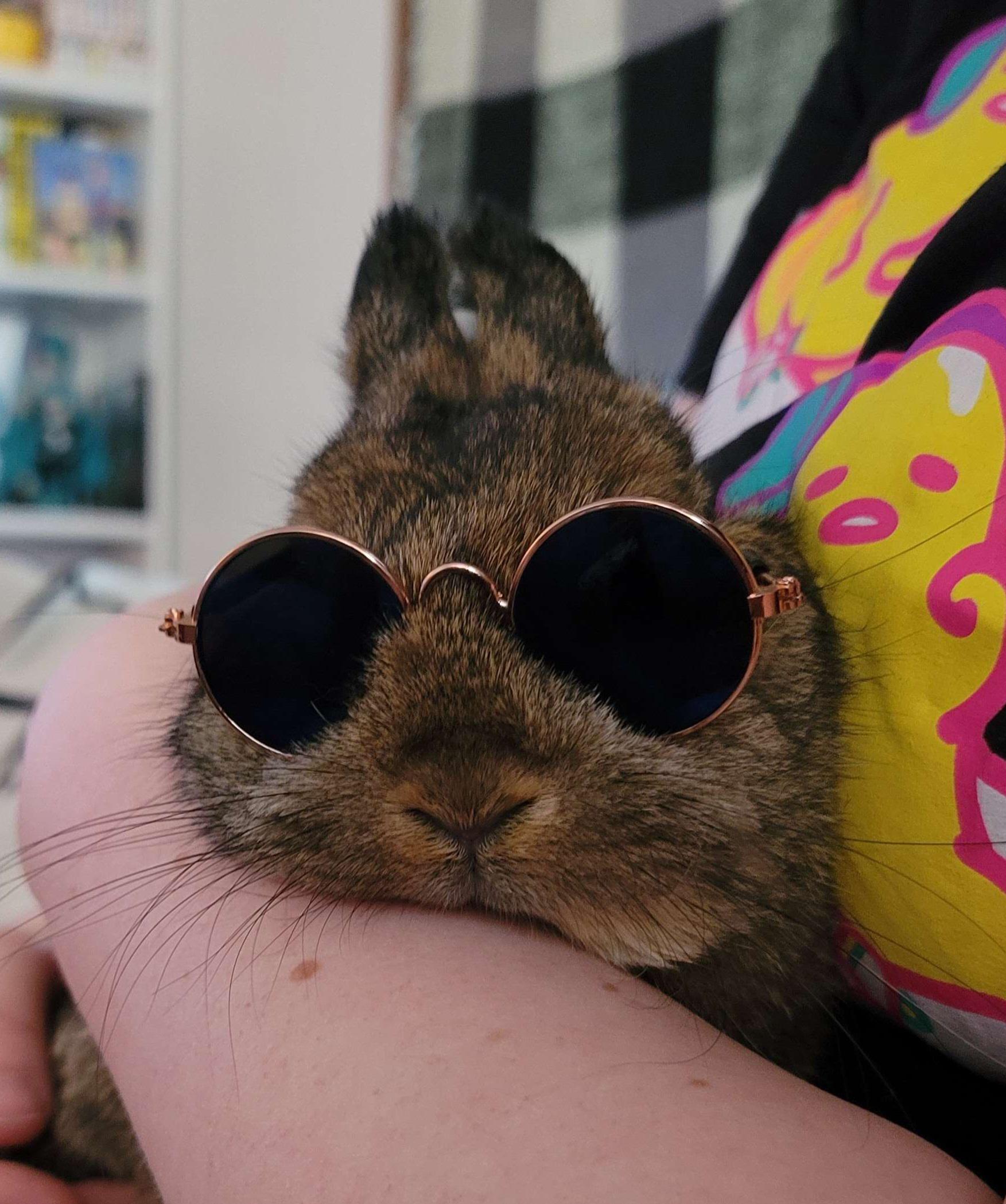 Willow is 2 cool 4 skool | Scrolller