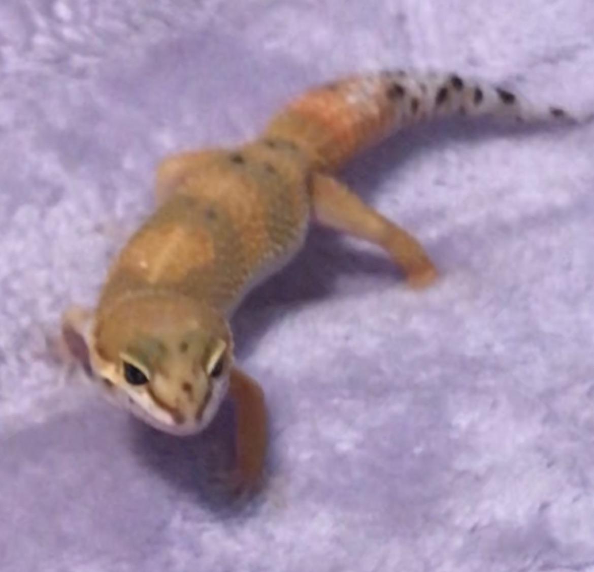 Wildfire | Scrolller