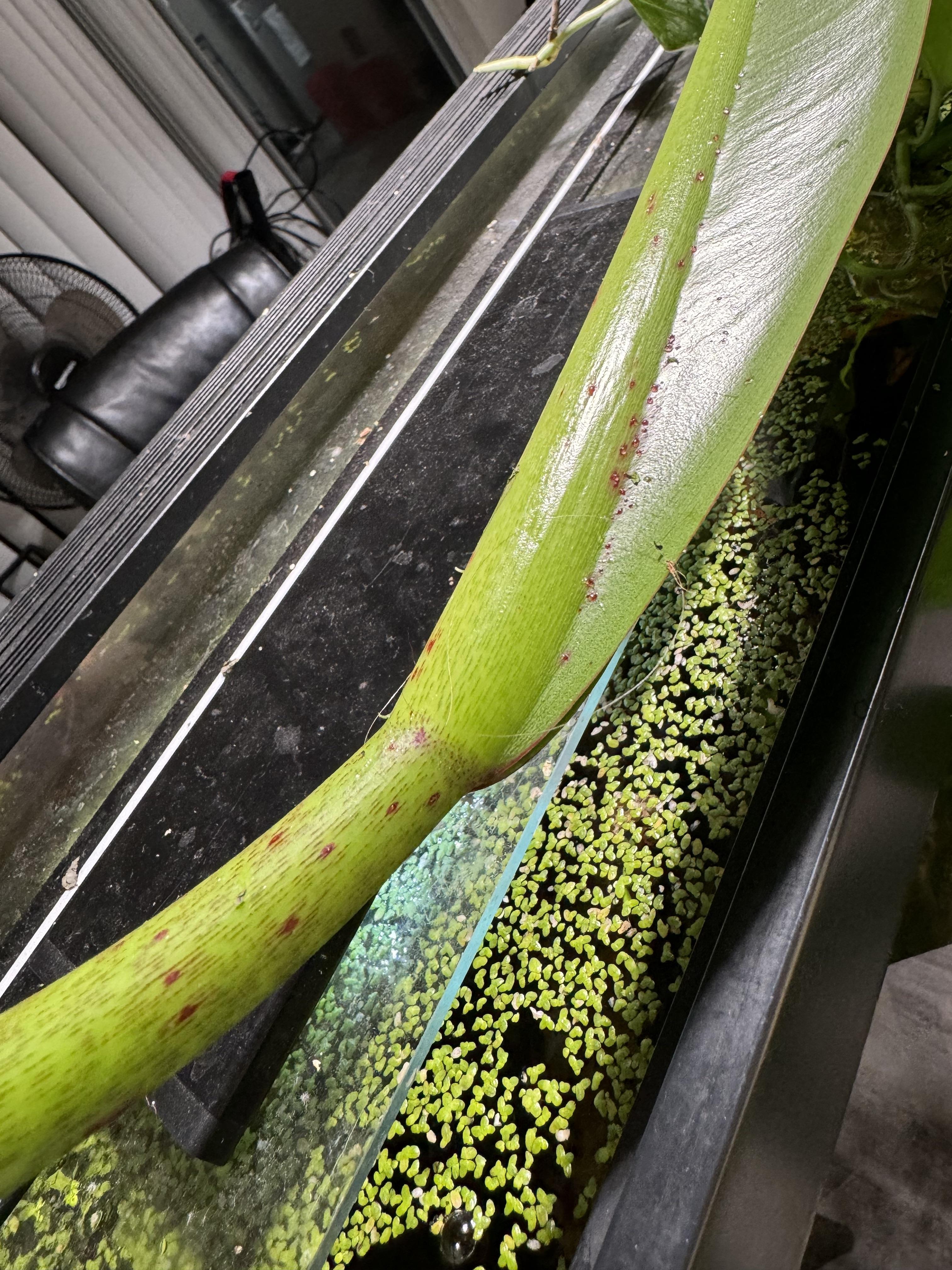 What’s this massive plant google is insisting is a monstera? It’s clearly not a monstera ...