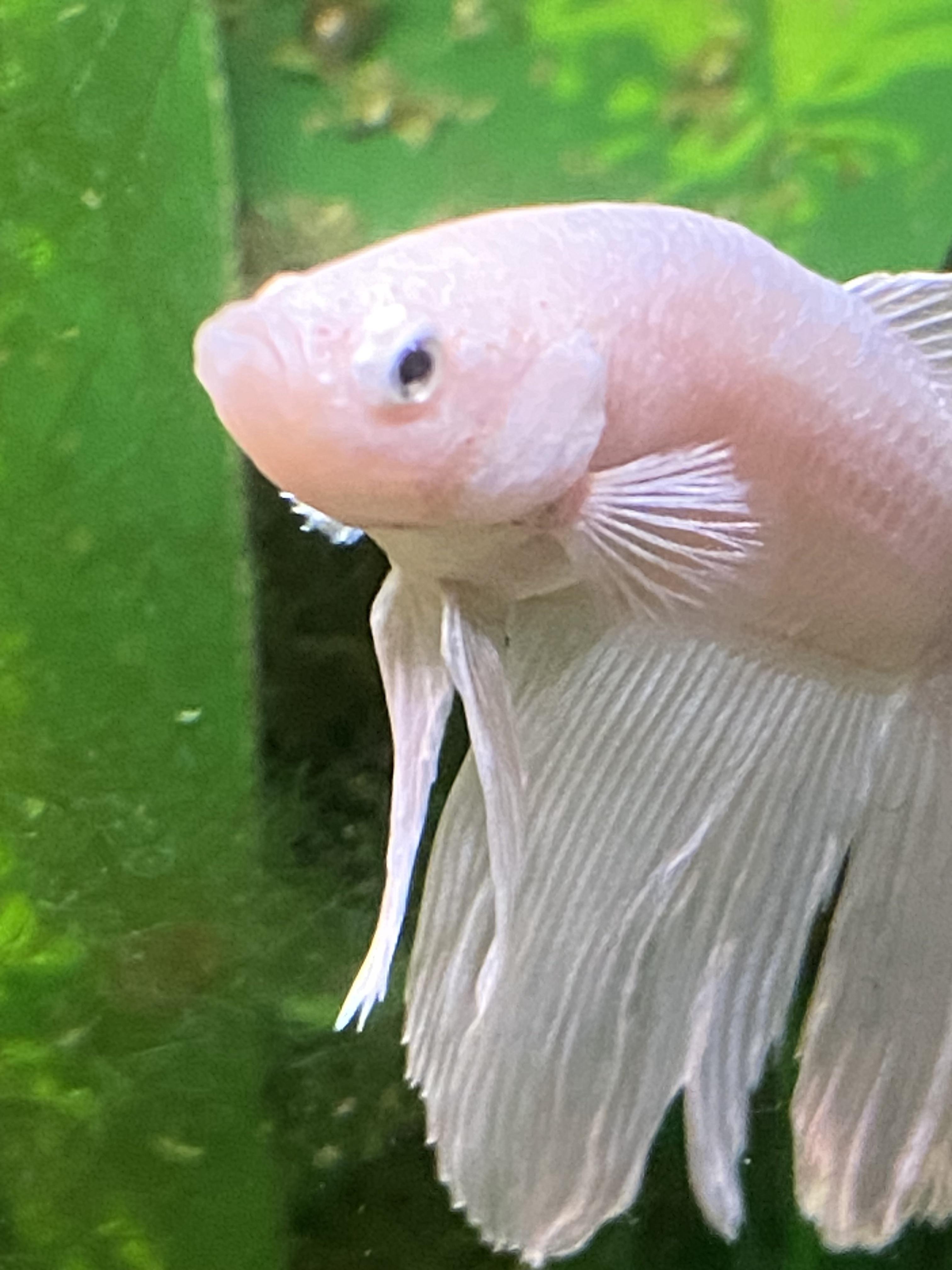 Why do my Bettas never have big open fins? | Scrolller
