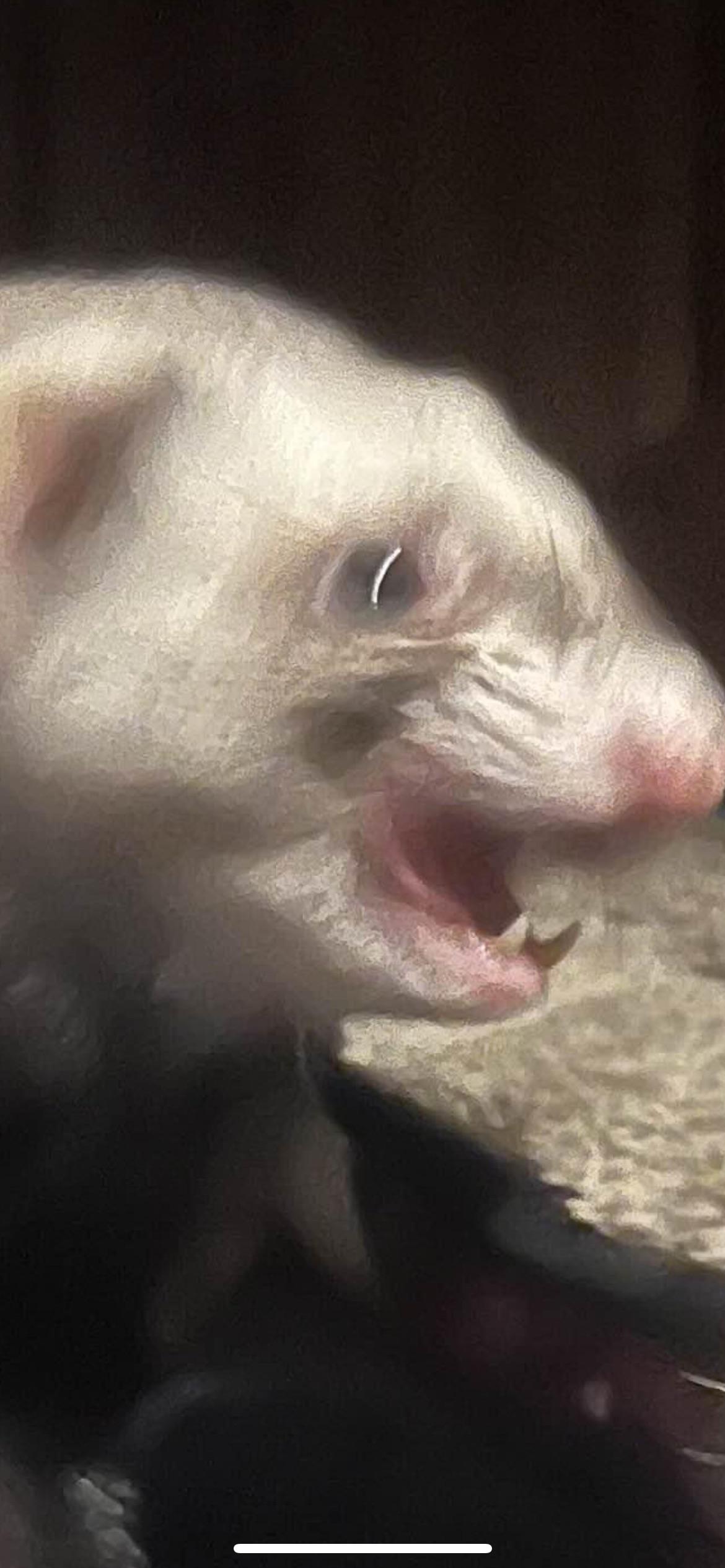 Daisy photo dump! | Scrolller