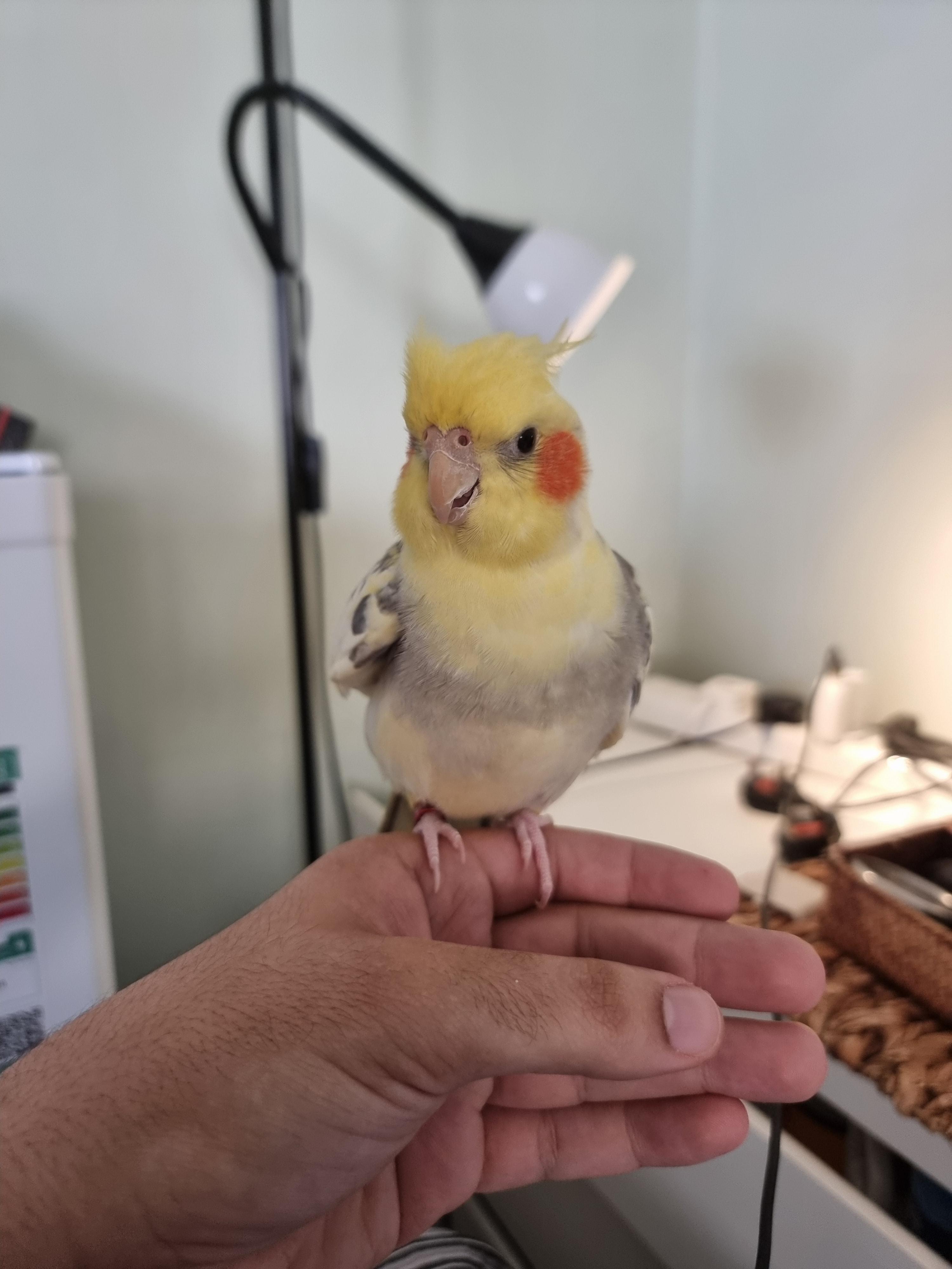 Any idea what's this black spot in the feather ? | Scrolller