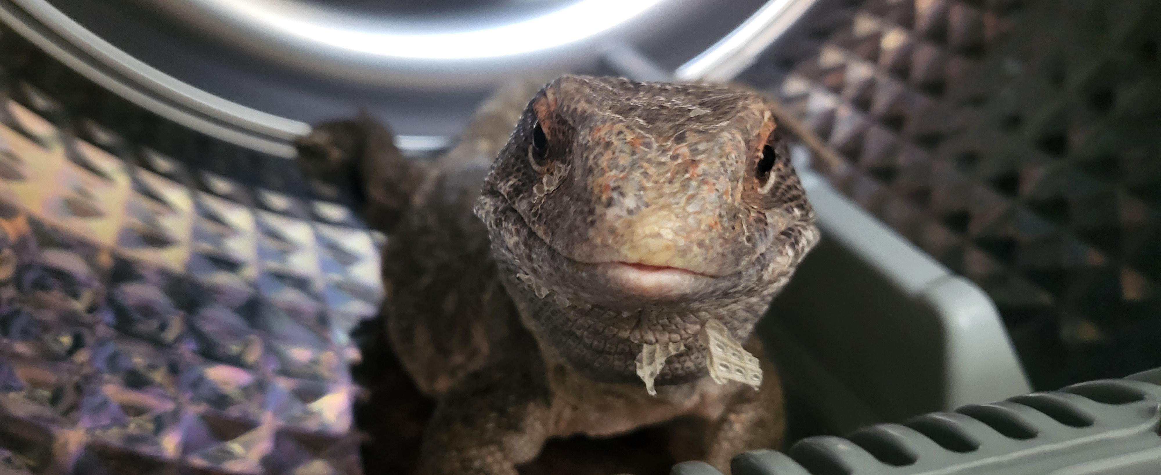 Bobby the lizard | Scrolller