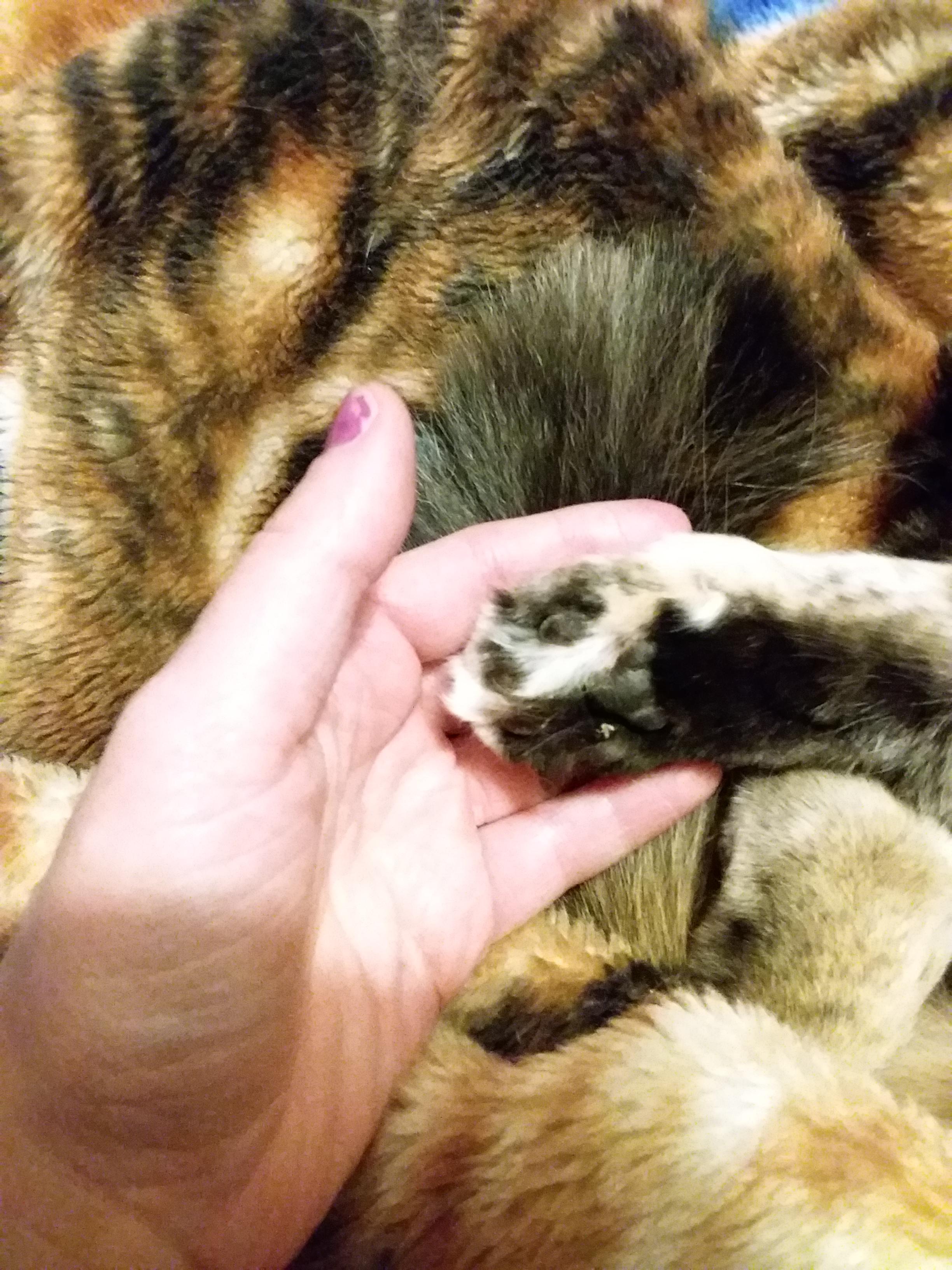 Holding my Angel Boo's paw as she let me present it, then needed me to ...