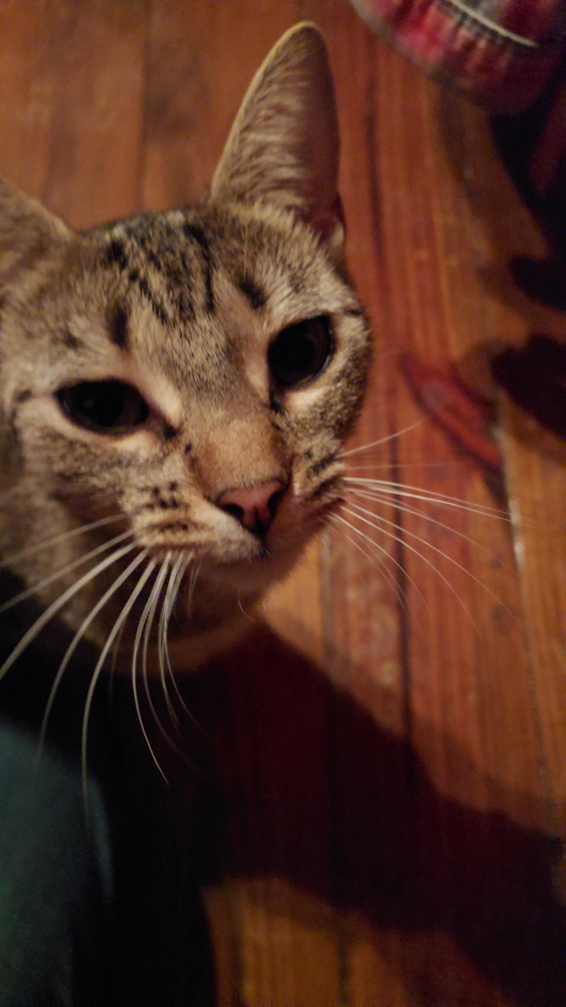 Opinion on... THE CATS | Scrolller