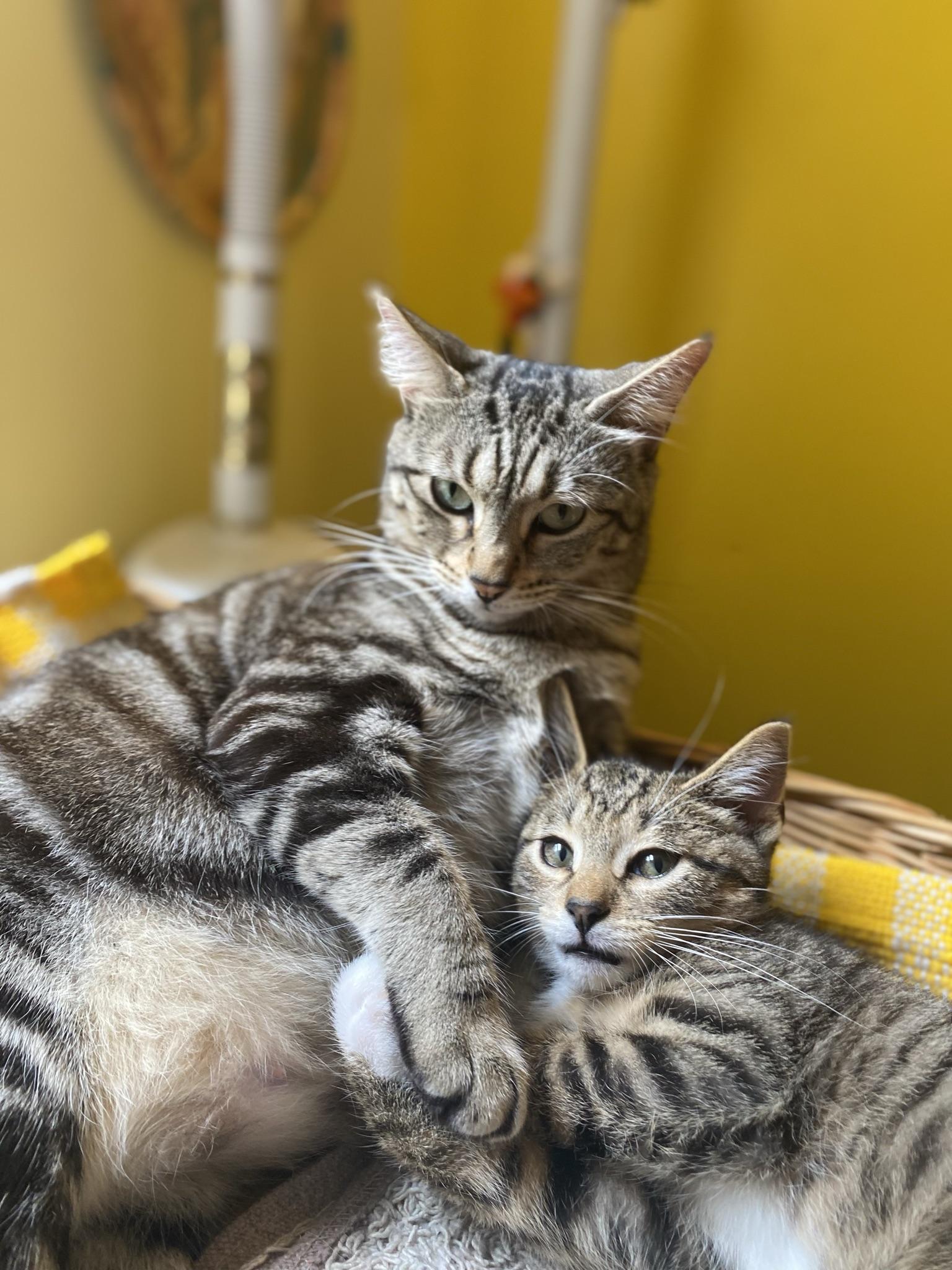 Big sister cuddles | Scrolller