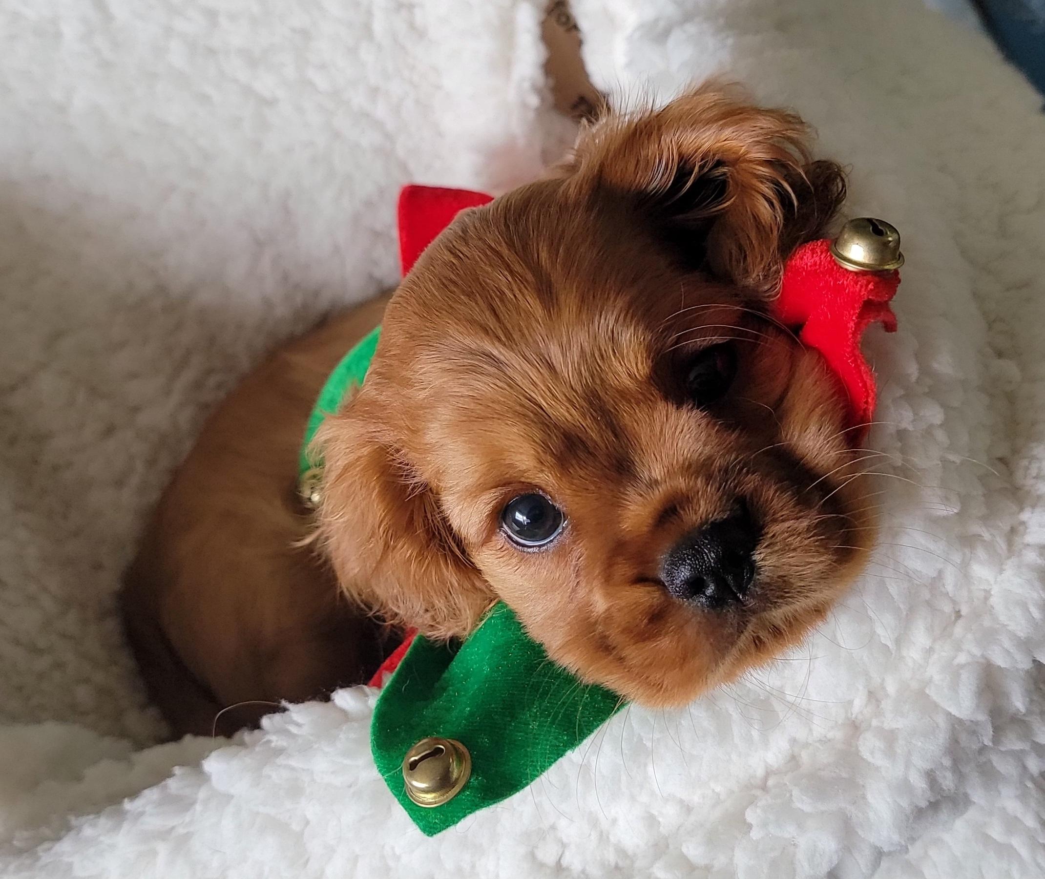 Gingerbread | Scrolller