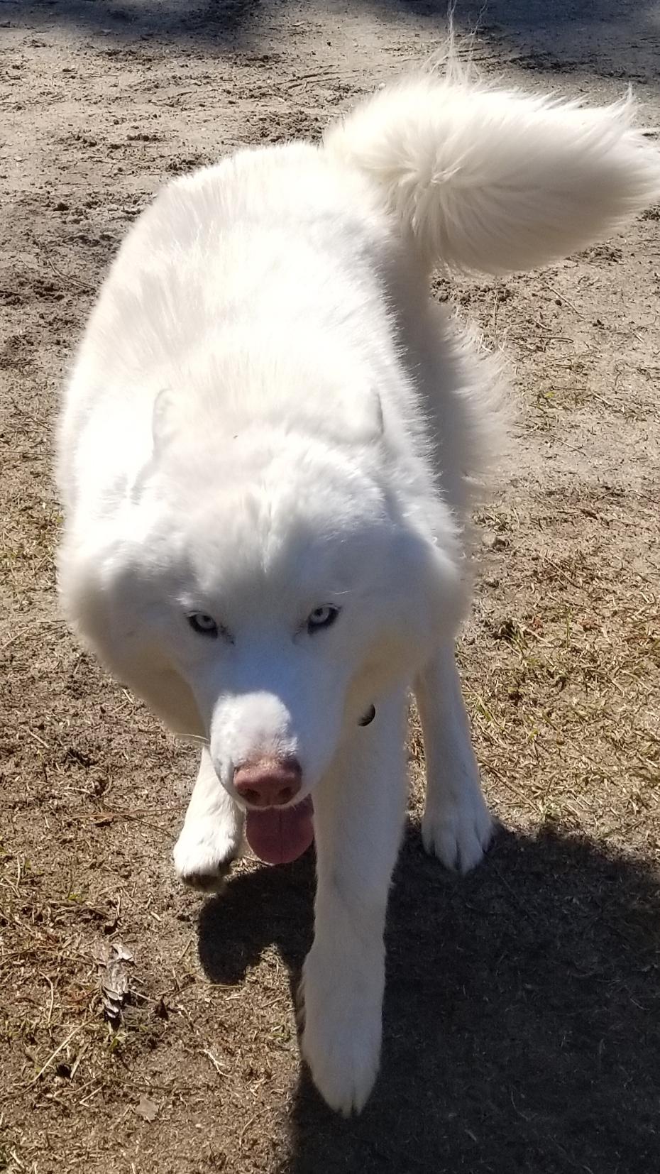 "where wolf " | Scrolller