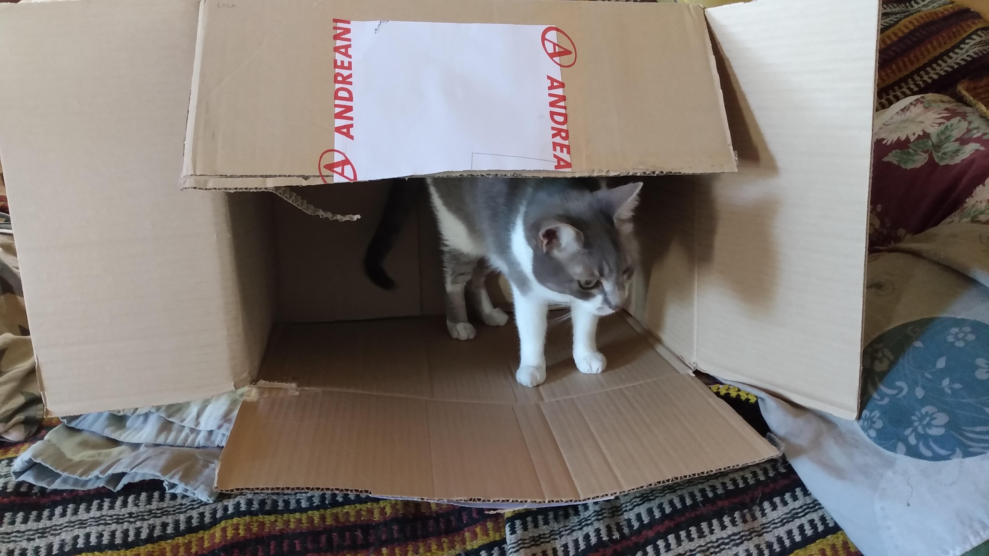 Big box came today by mail, and it trapped two cats already. | Scrolller