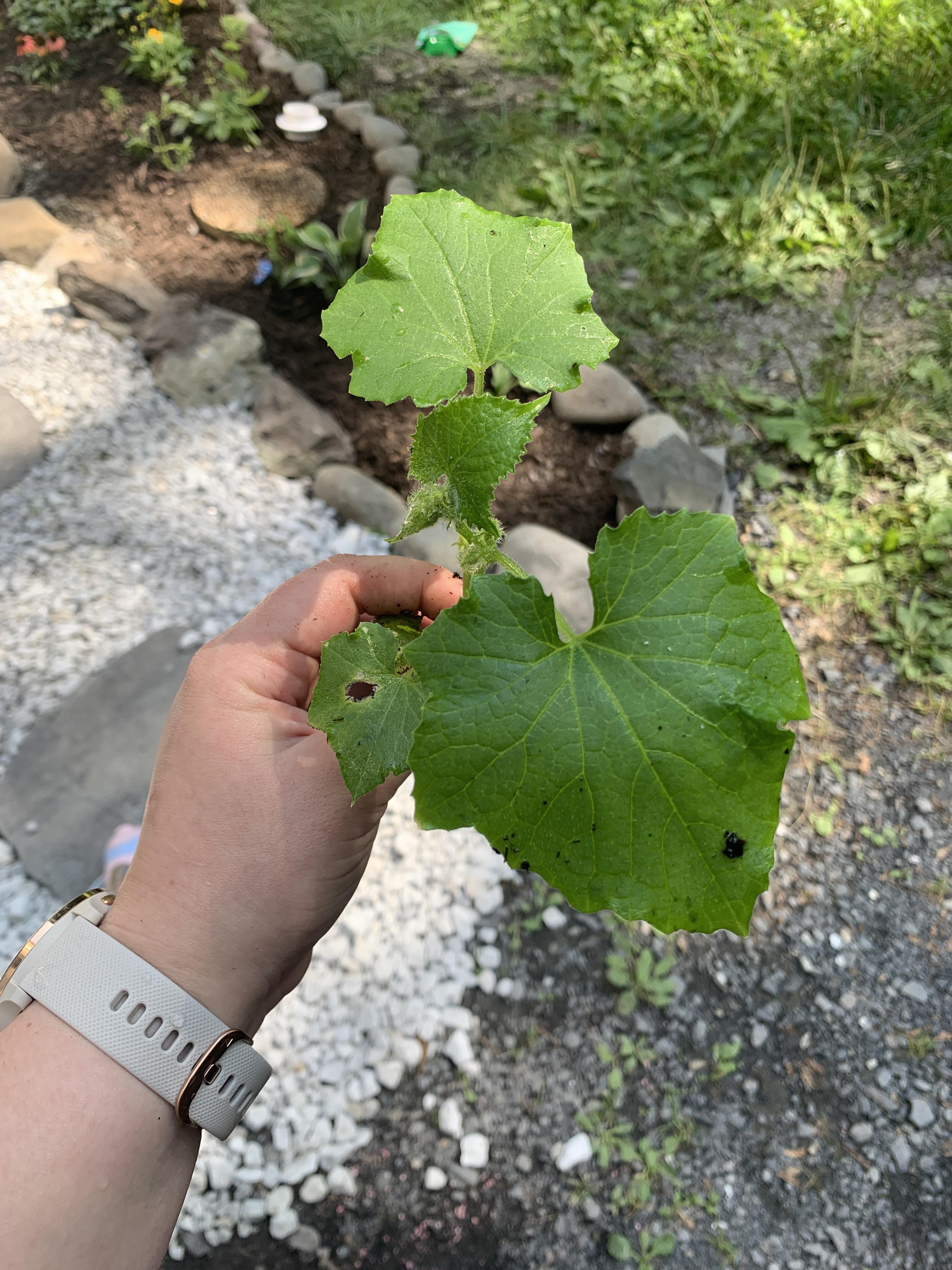 Plant ID? | Scrolller