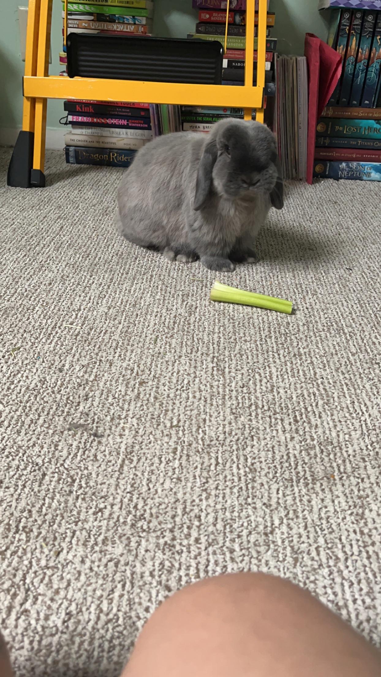 Tips for bonding | Scrolller