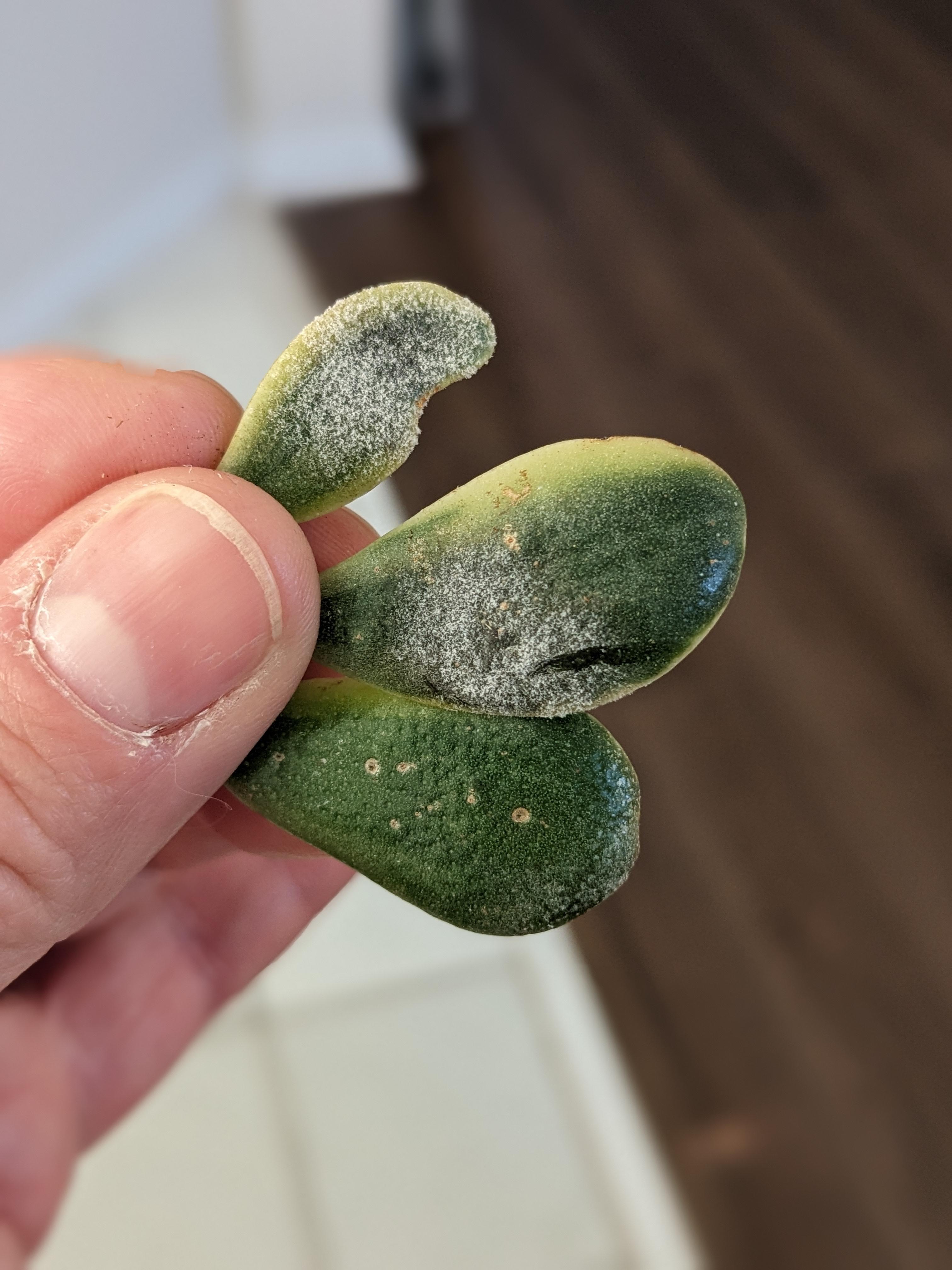 What's going on with my little jade plant? | Scrolller