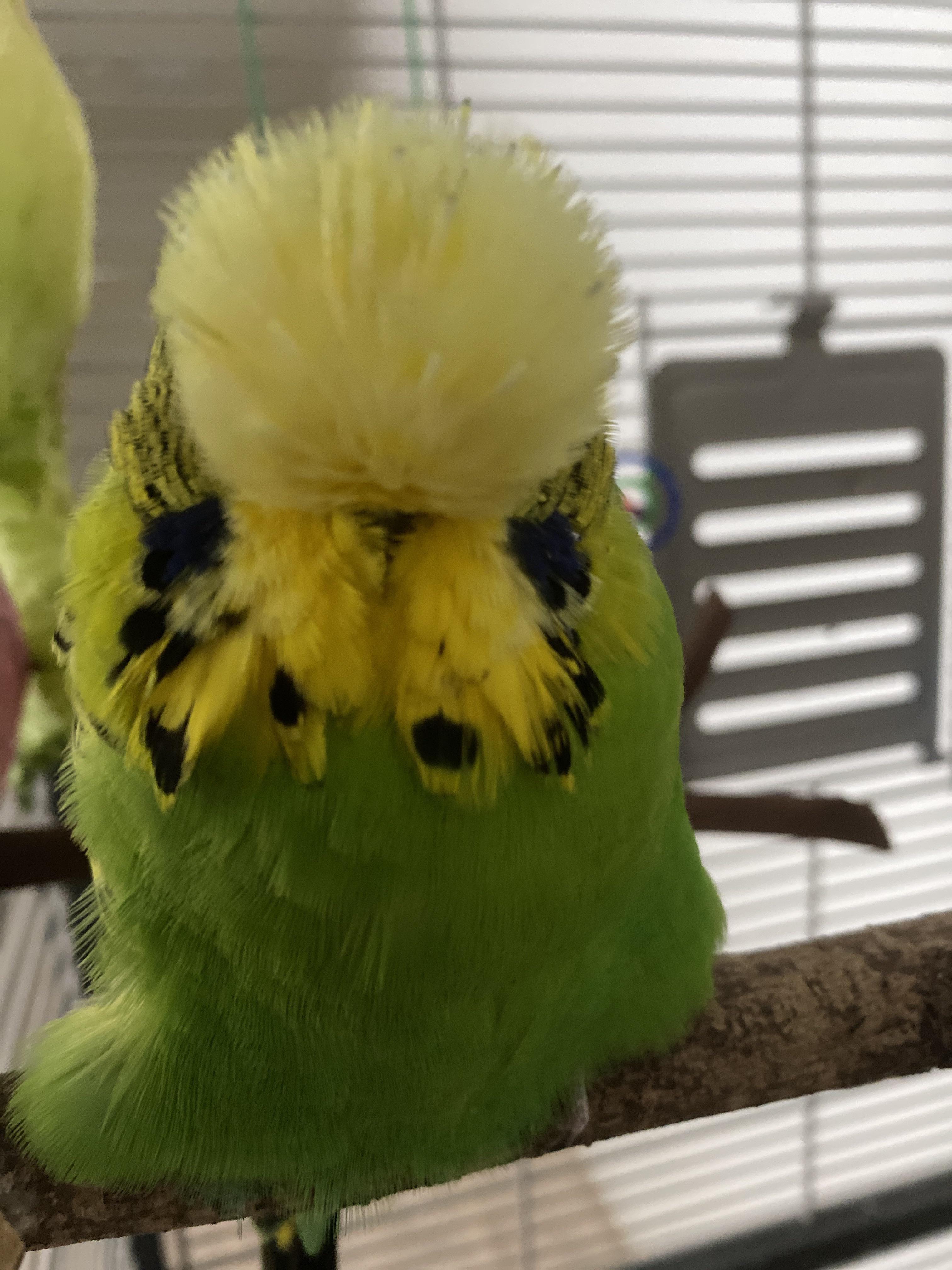 More borb pictures because I love these silly guys (OC) | Scrolller