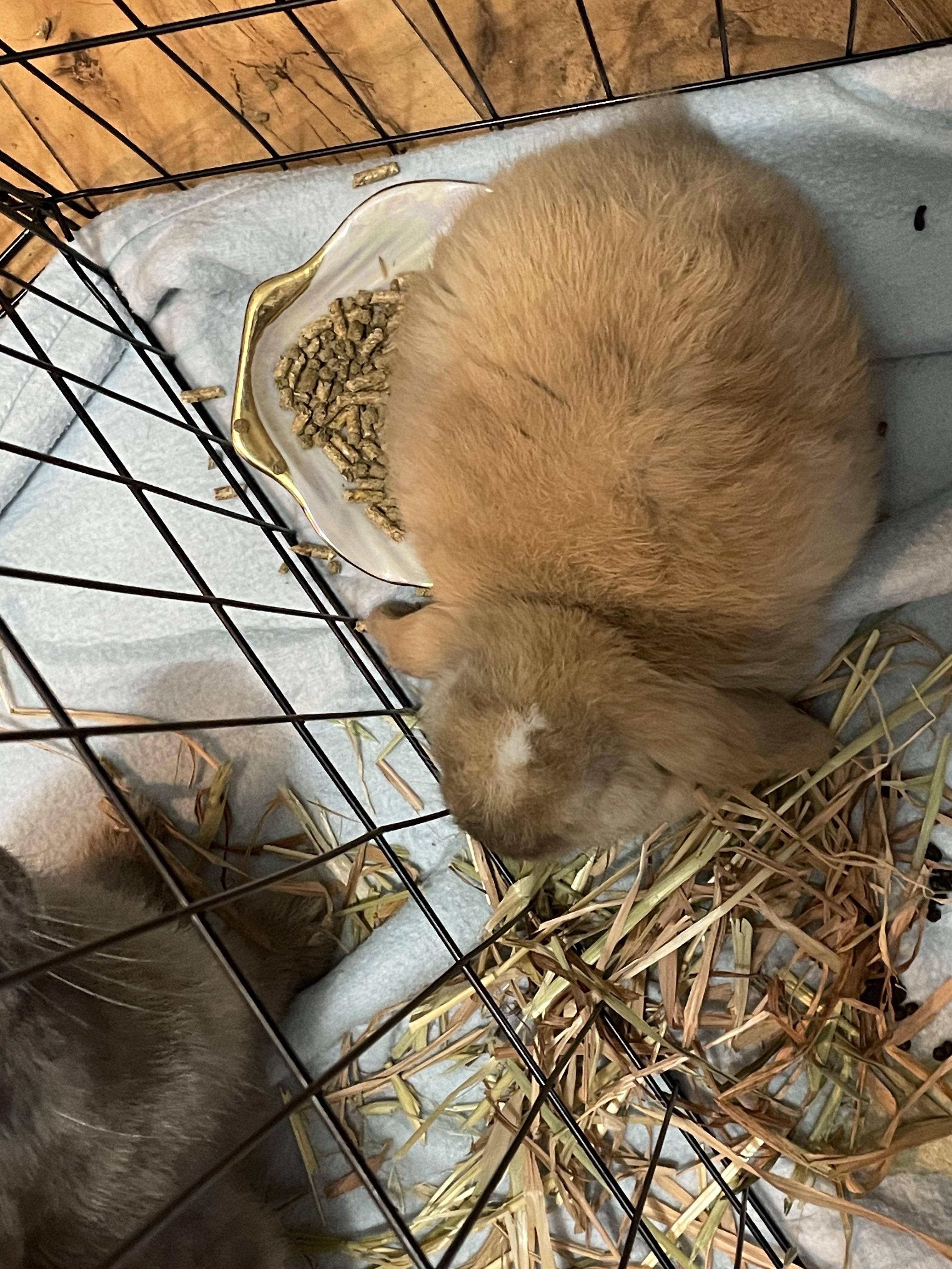 Bonding process has begun 🥳🐰 | Scrolller