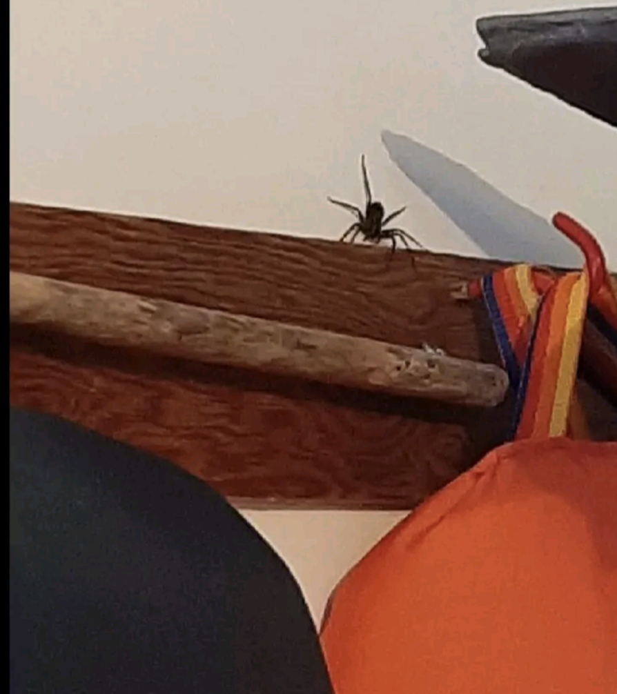 Dark Fishing Spider? | Scrolller