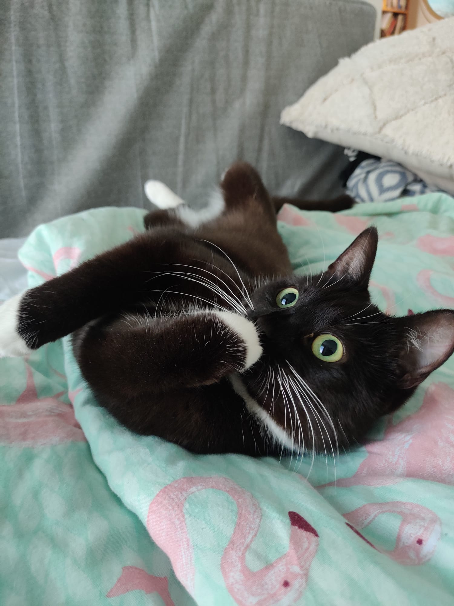 Cuddling with my cat Tove! She's a different personality in each picture we take. | Scrolller