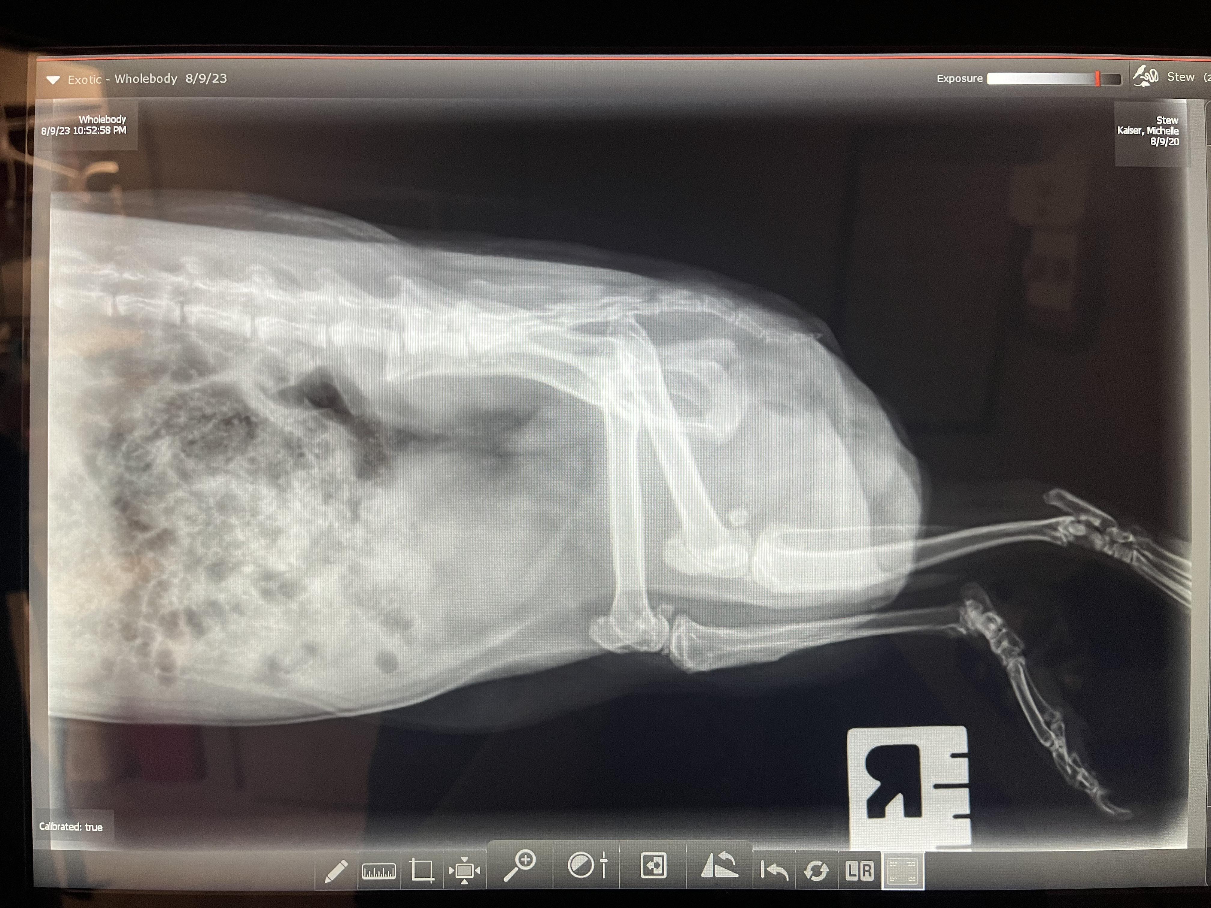 Piggies got x-rays (he's perfectly healthy made it nsfw if you don't wanna see bones) but look ...