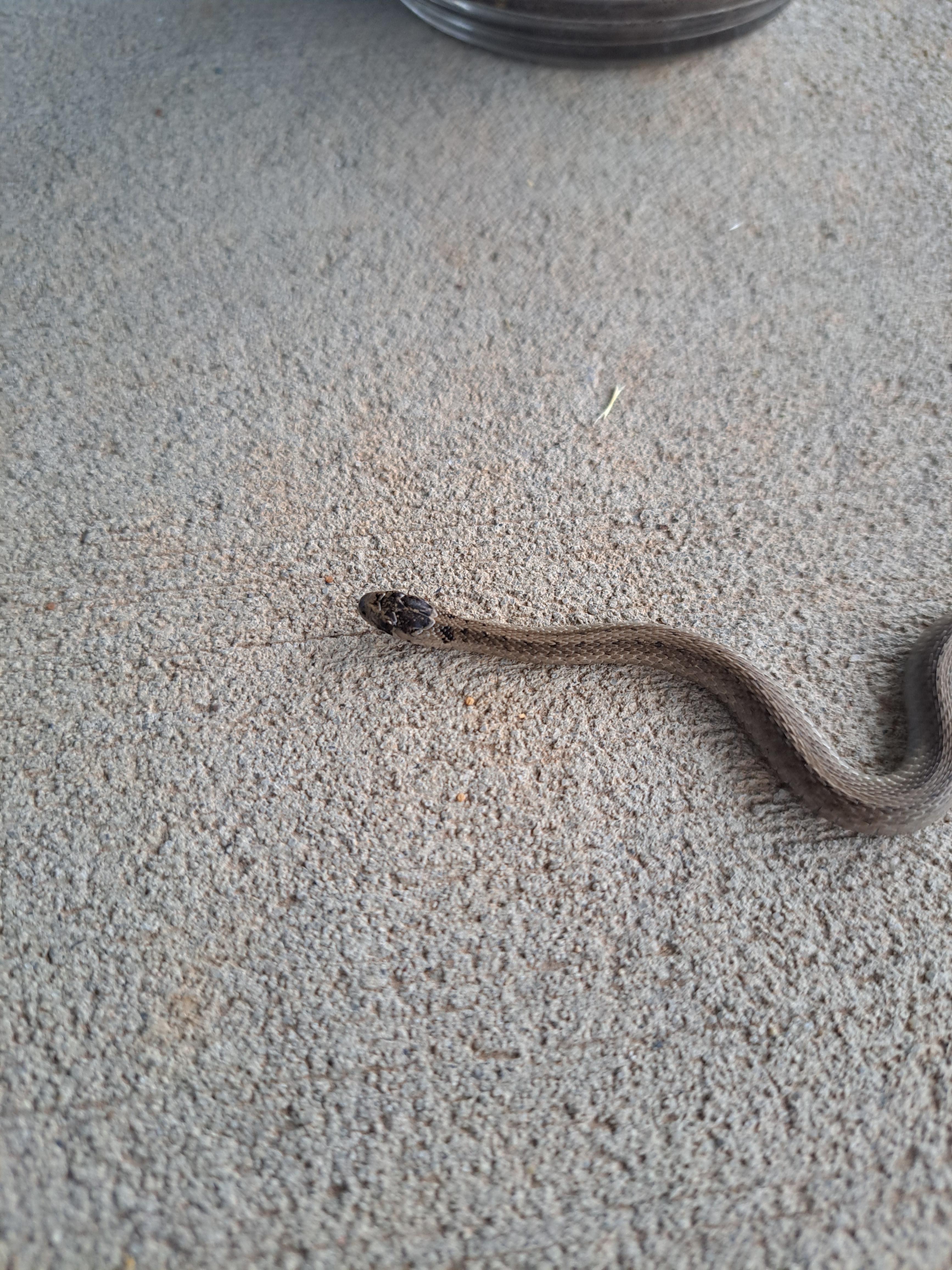 Texas brown snake? | Scrolller