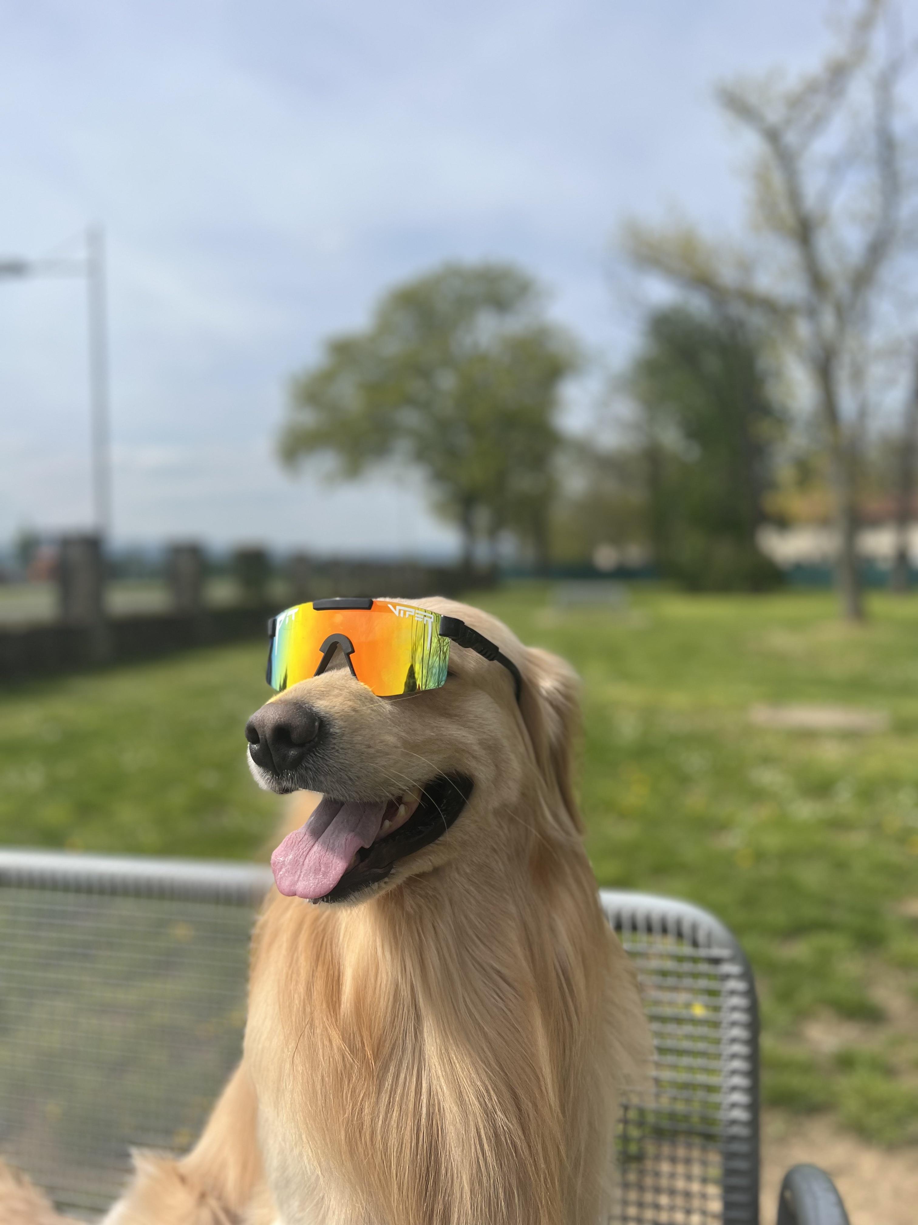 I could never be as cool as my golden | Scrolller