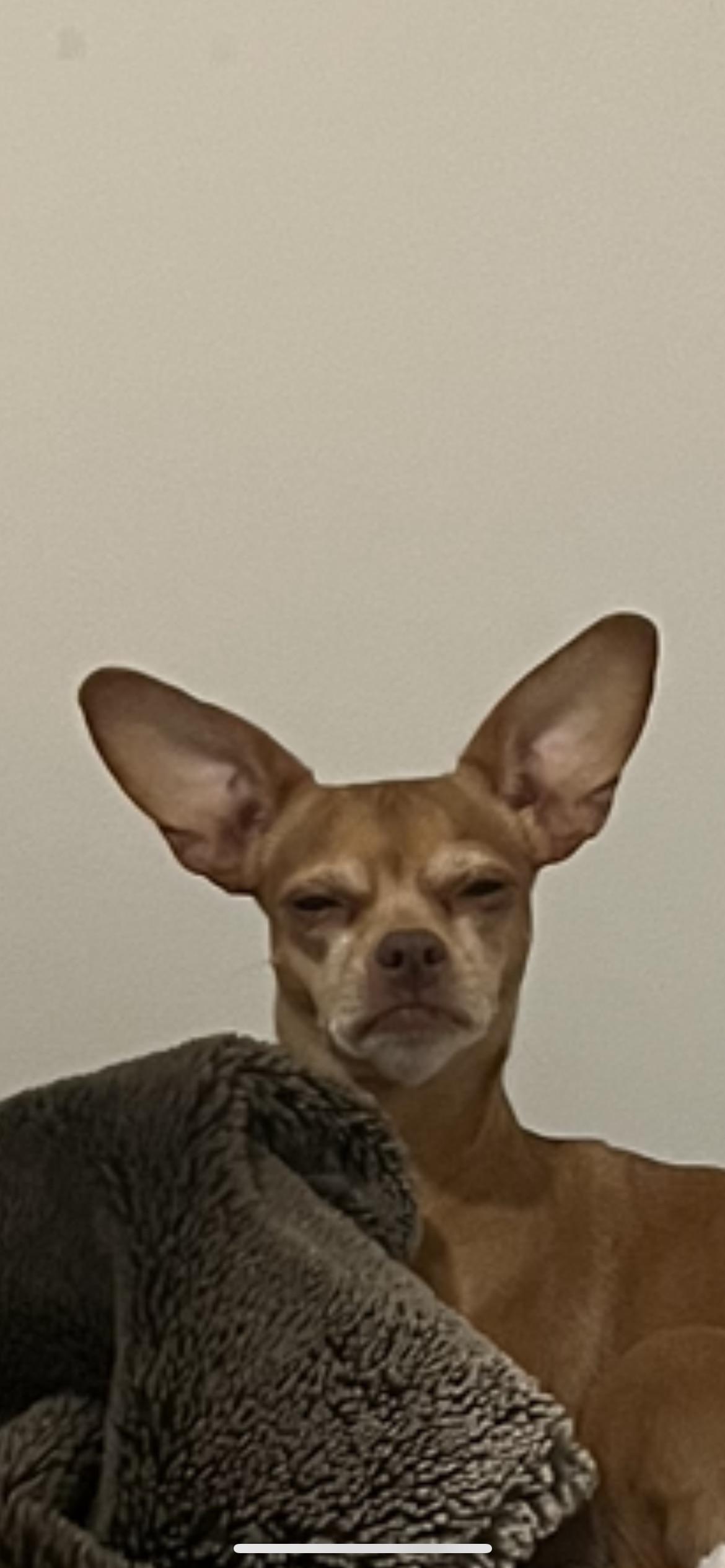 Margo’s new hooman bed!!! | Scrolller