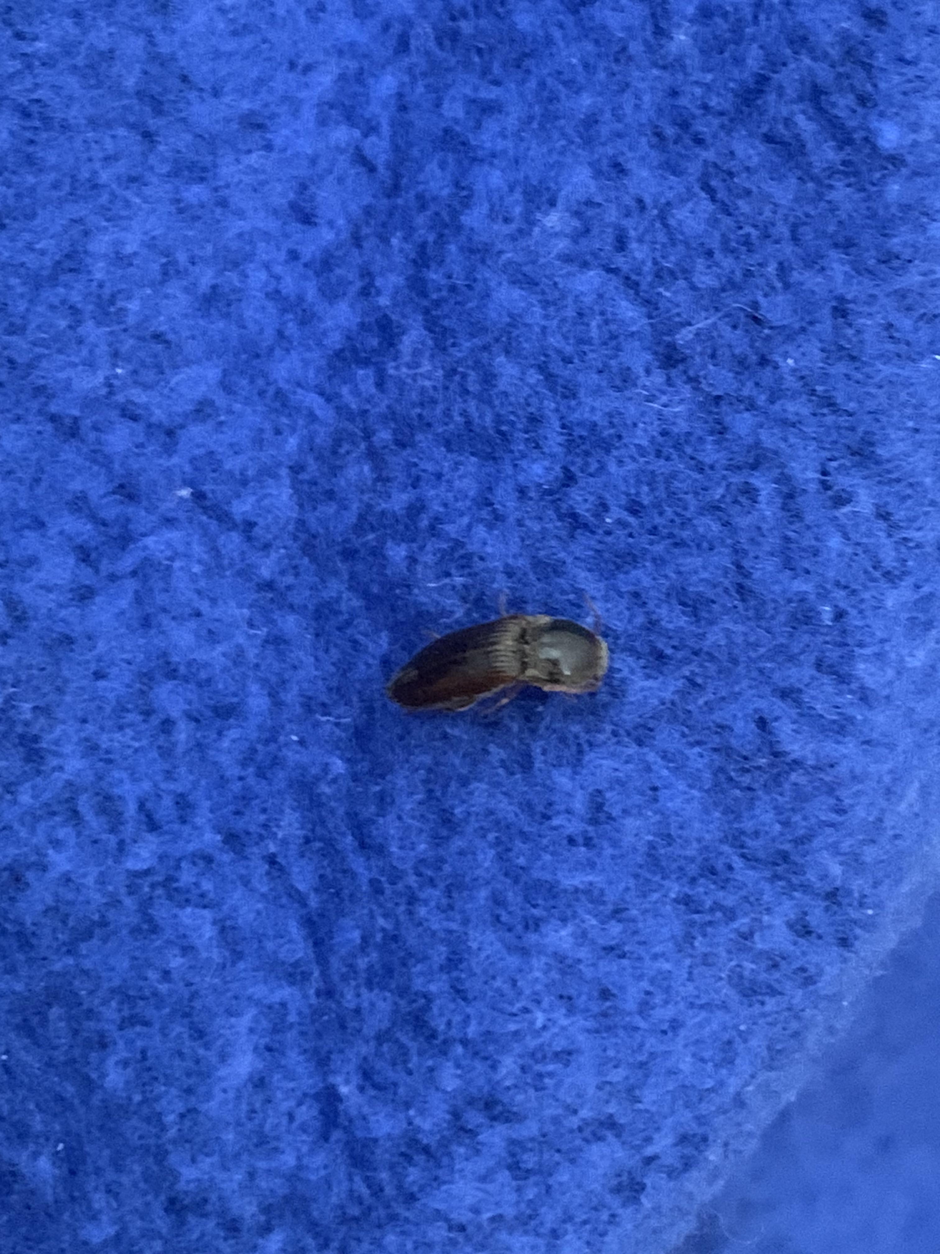 What is this bug? | Scrolller