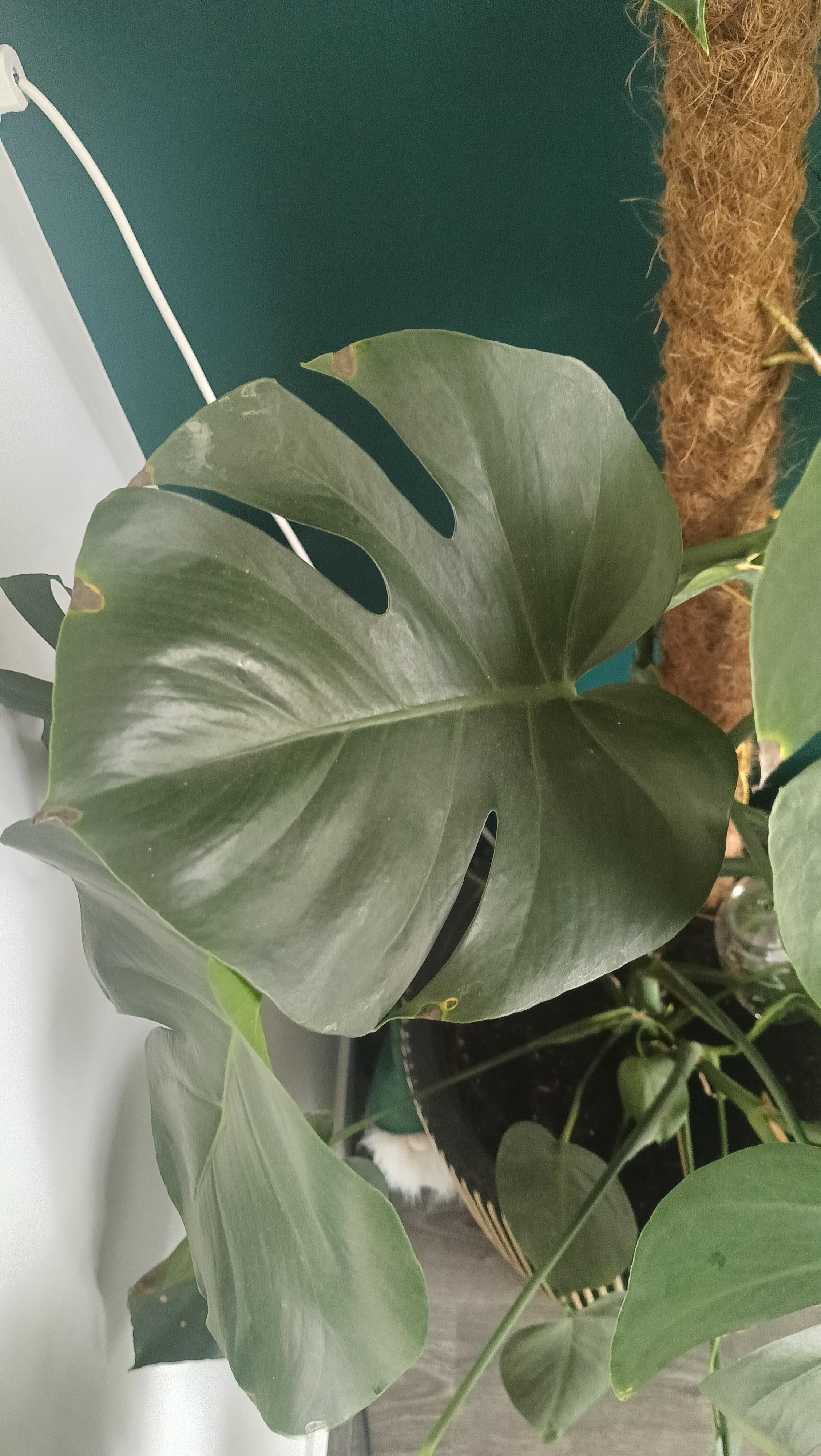 Help with my monstera | Scrolller